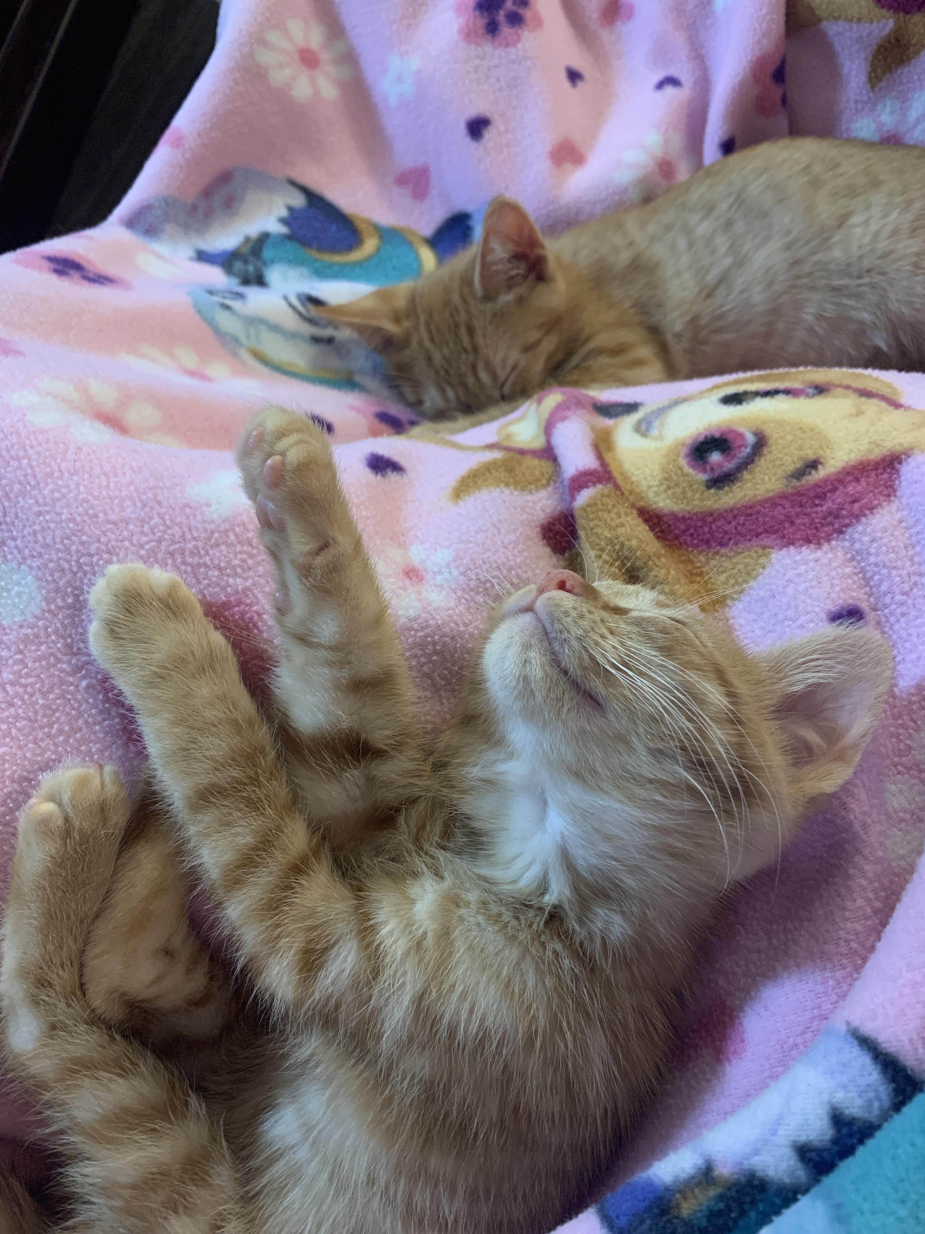 The snuggle is real 🧡 | Scrolller