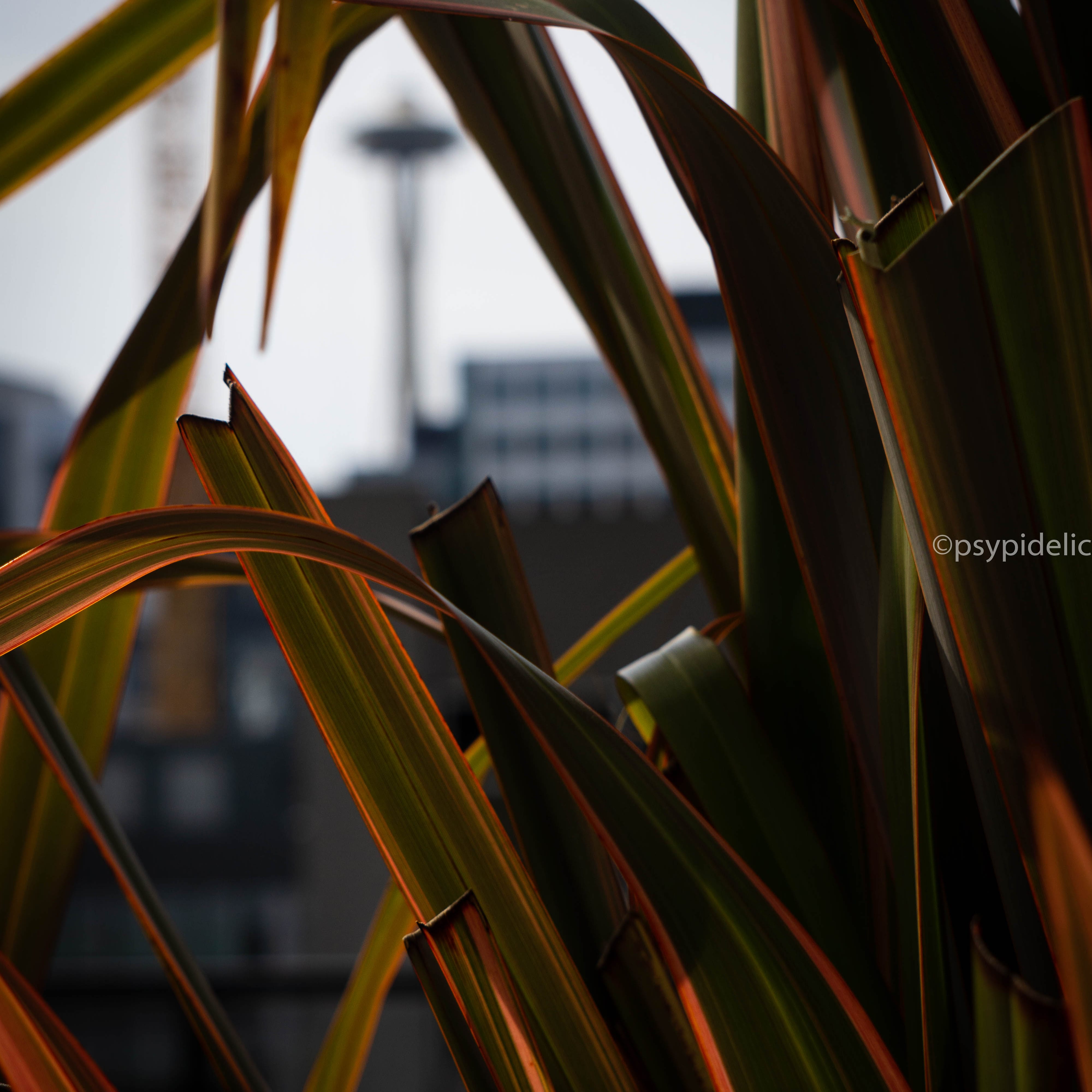 The Space Needle! | Sony a6000 + 55-210mm kit lens | Scrolller