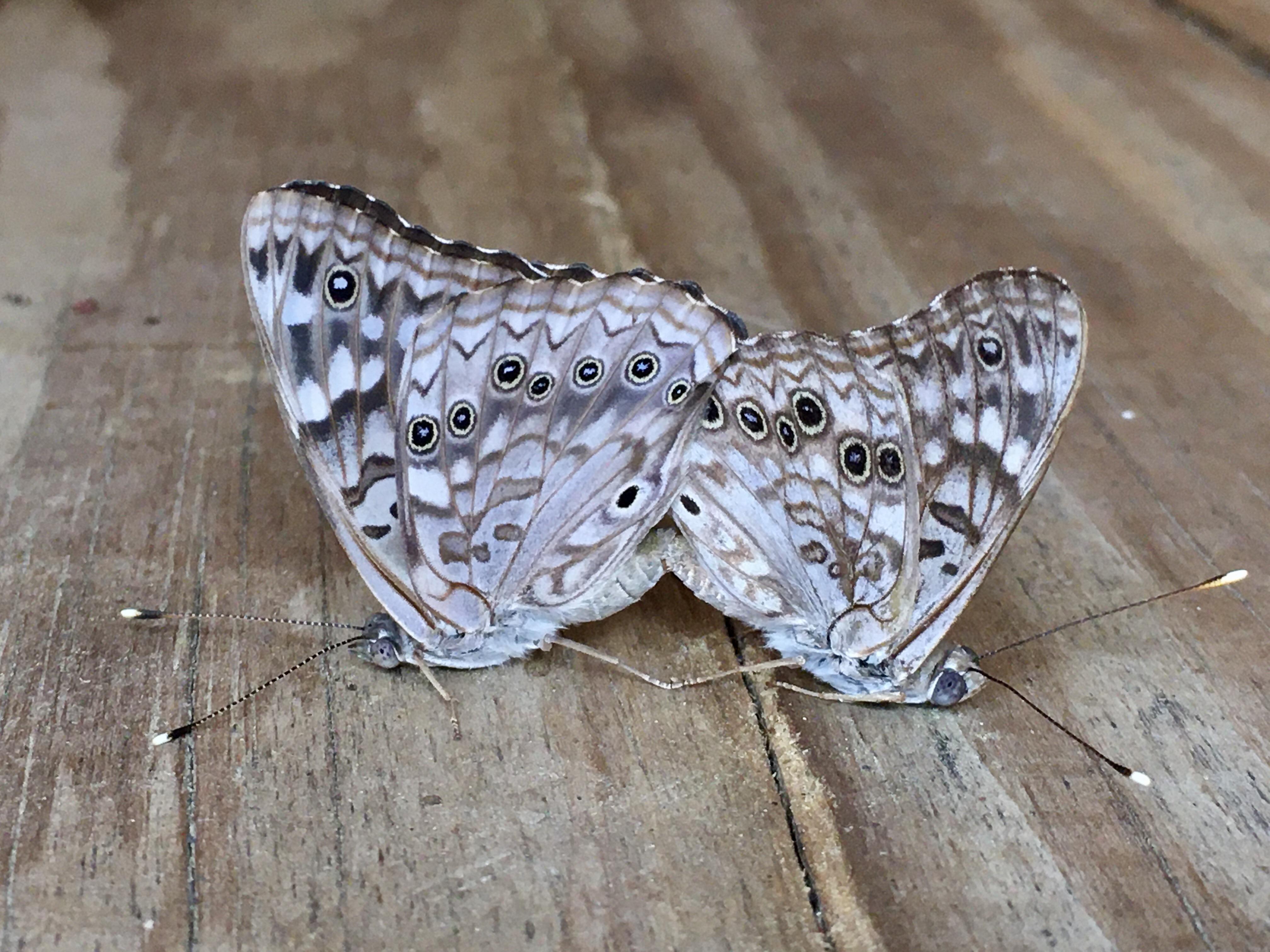 The spots on these mating moths | Scrolller