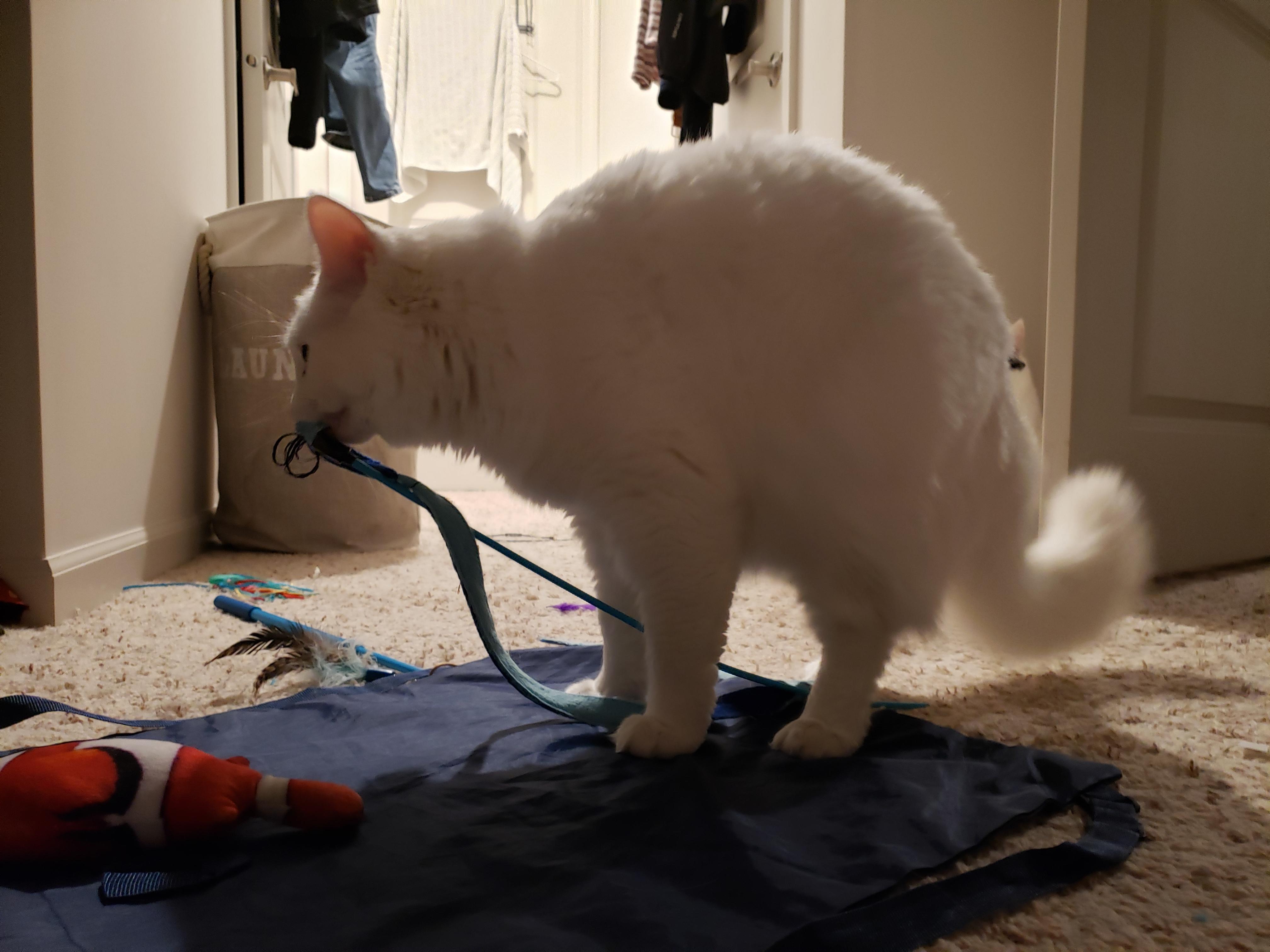 The stick is his girlfriend. He regularly likes to "mate" it 🤣 | Scrolller