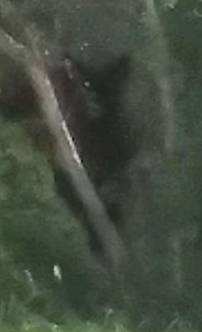 The still picture modified | Scrolller