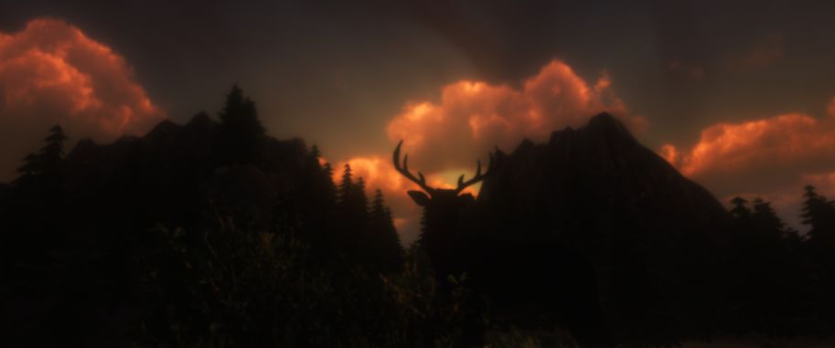 The sunrise brings out the most beautiful creatures, even if they are ...