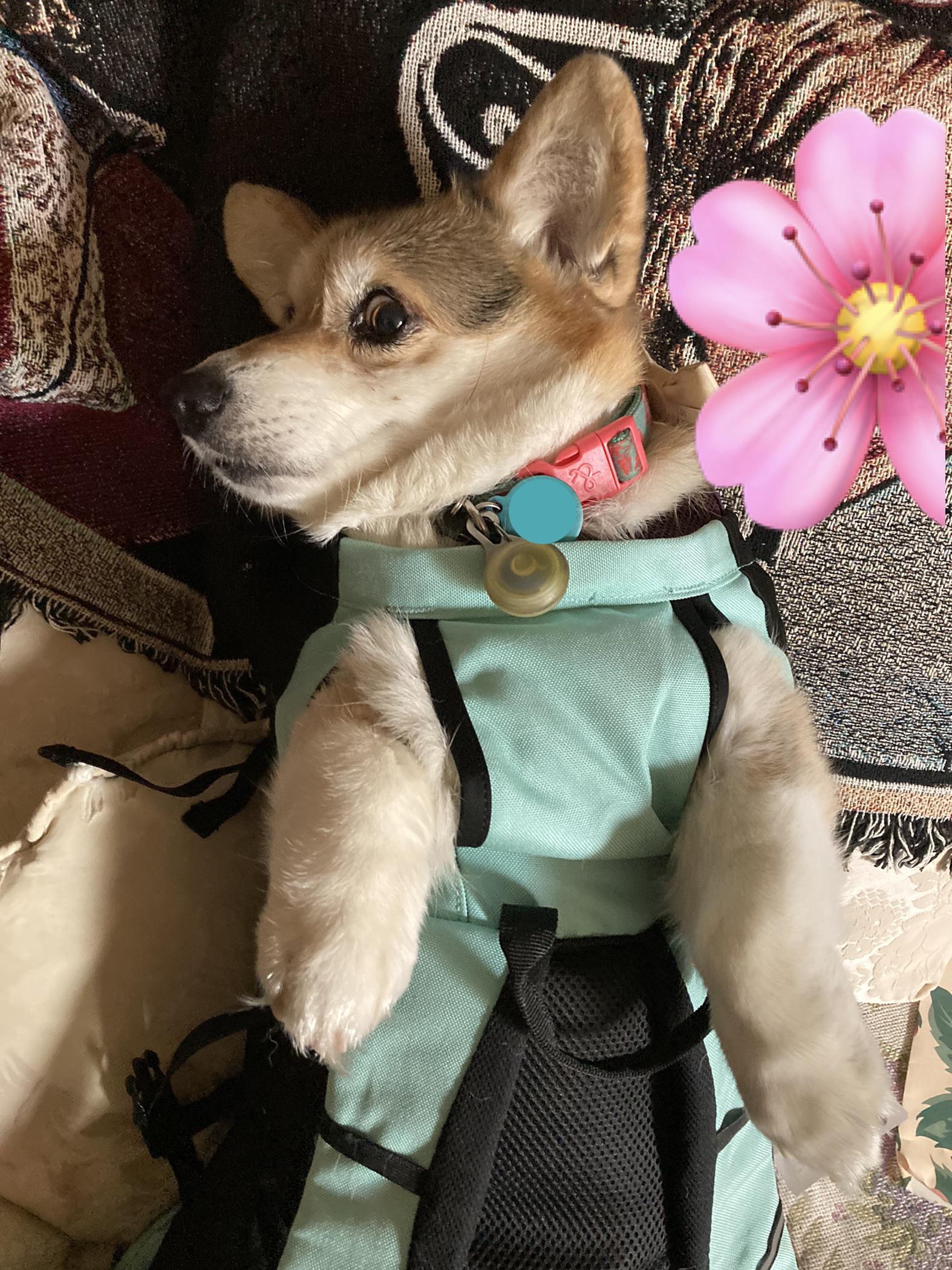 The SushiHound is not at all sure about this… (Our very first backpack walk today!) | Scrolller