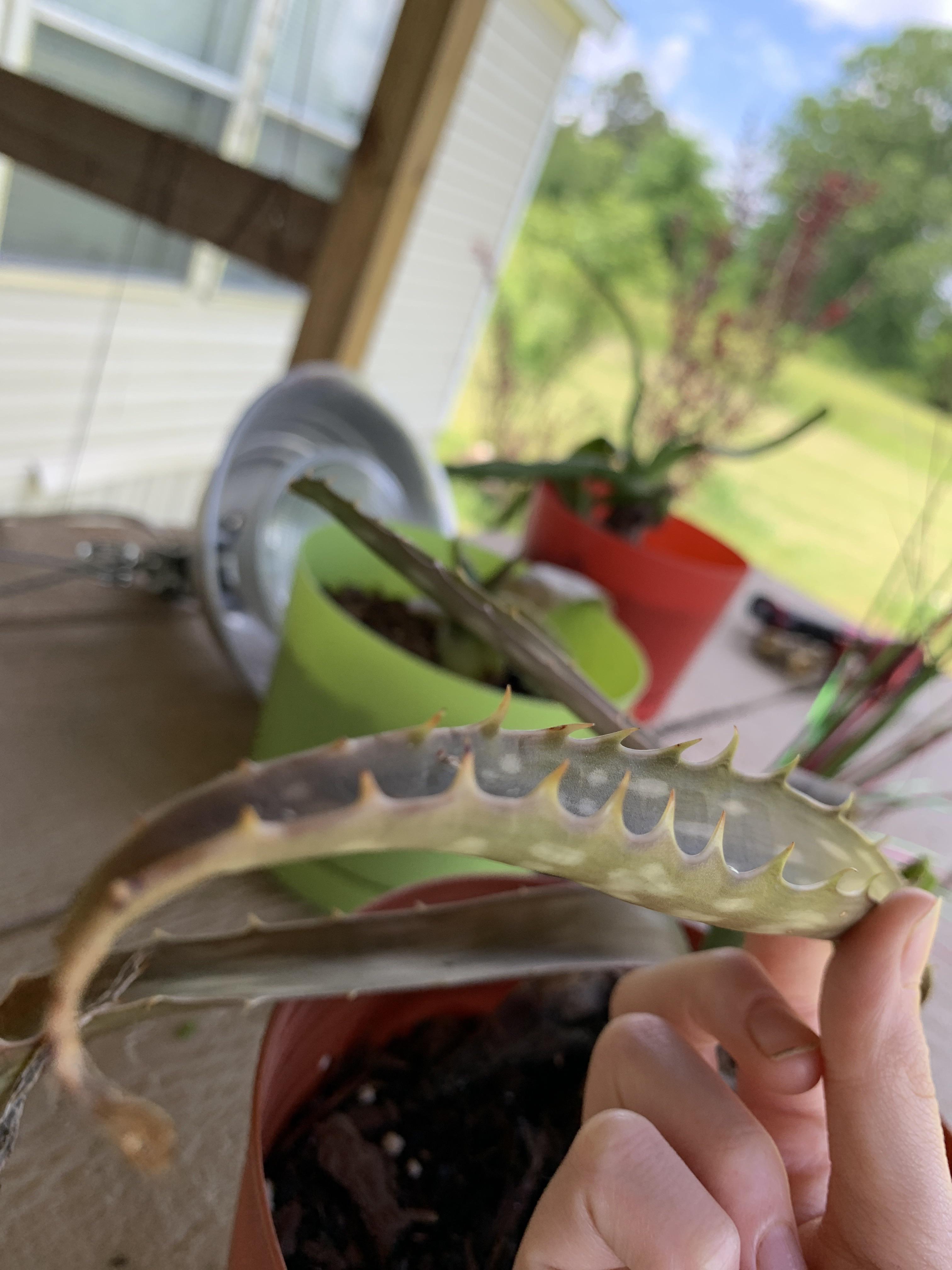 The thick meaty stem of one of my aloe plants! | Scrolller