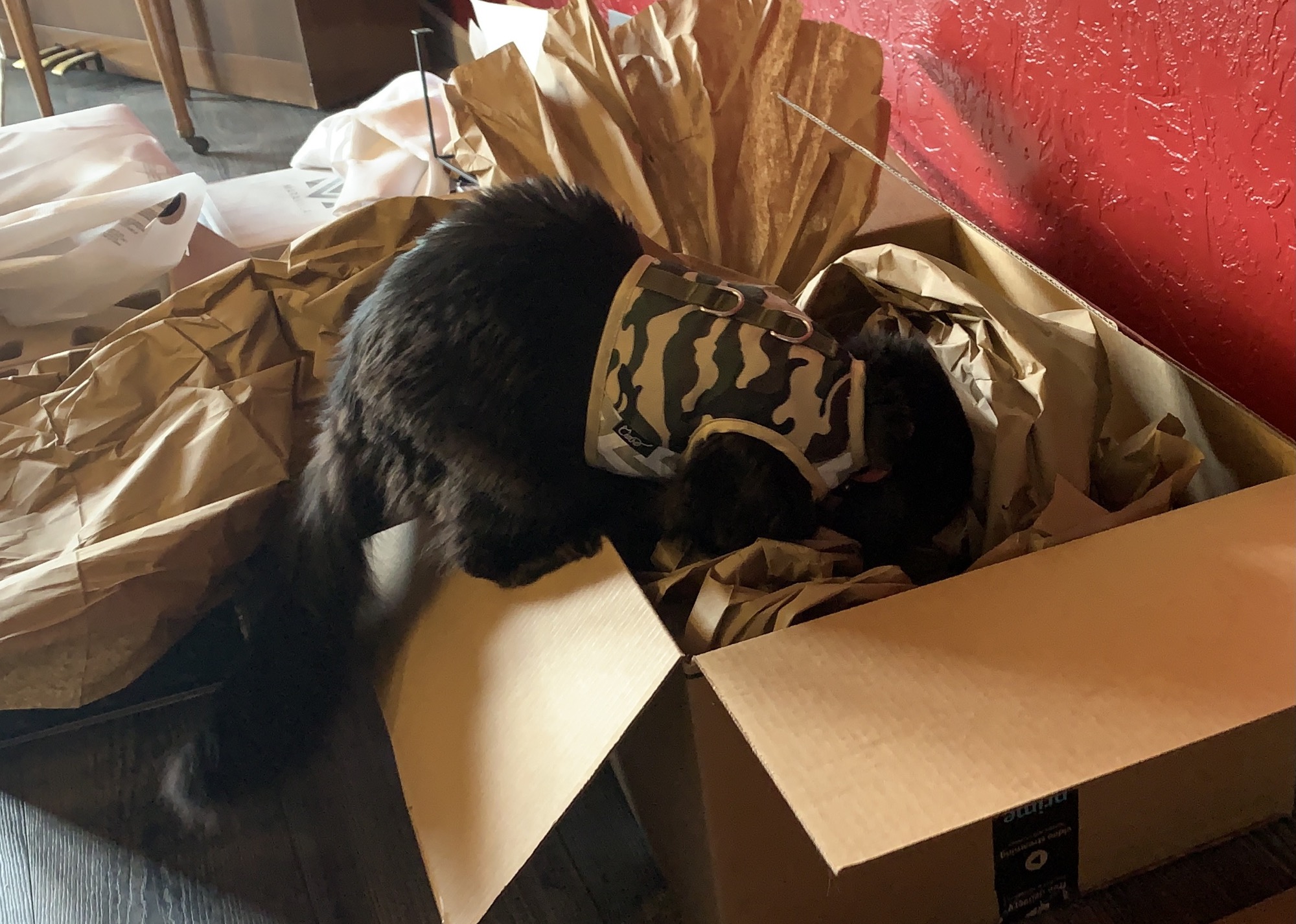 The trap is set! | Scrolller