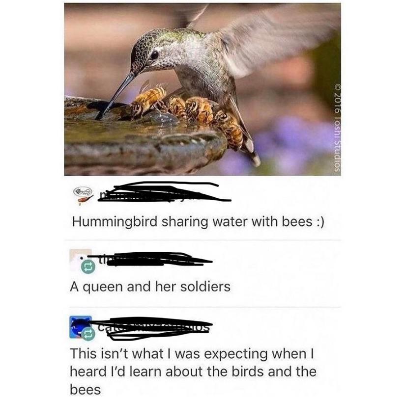 The true birds and the bees | Scrolller