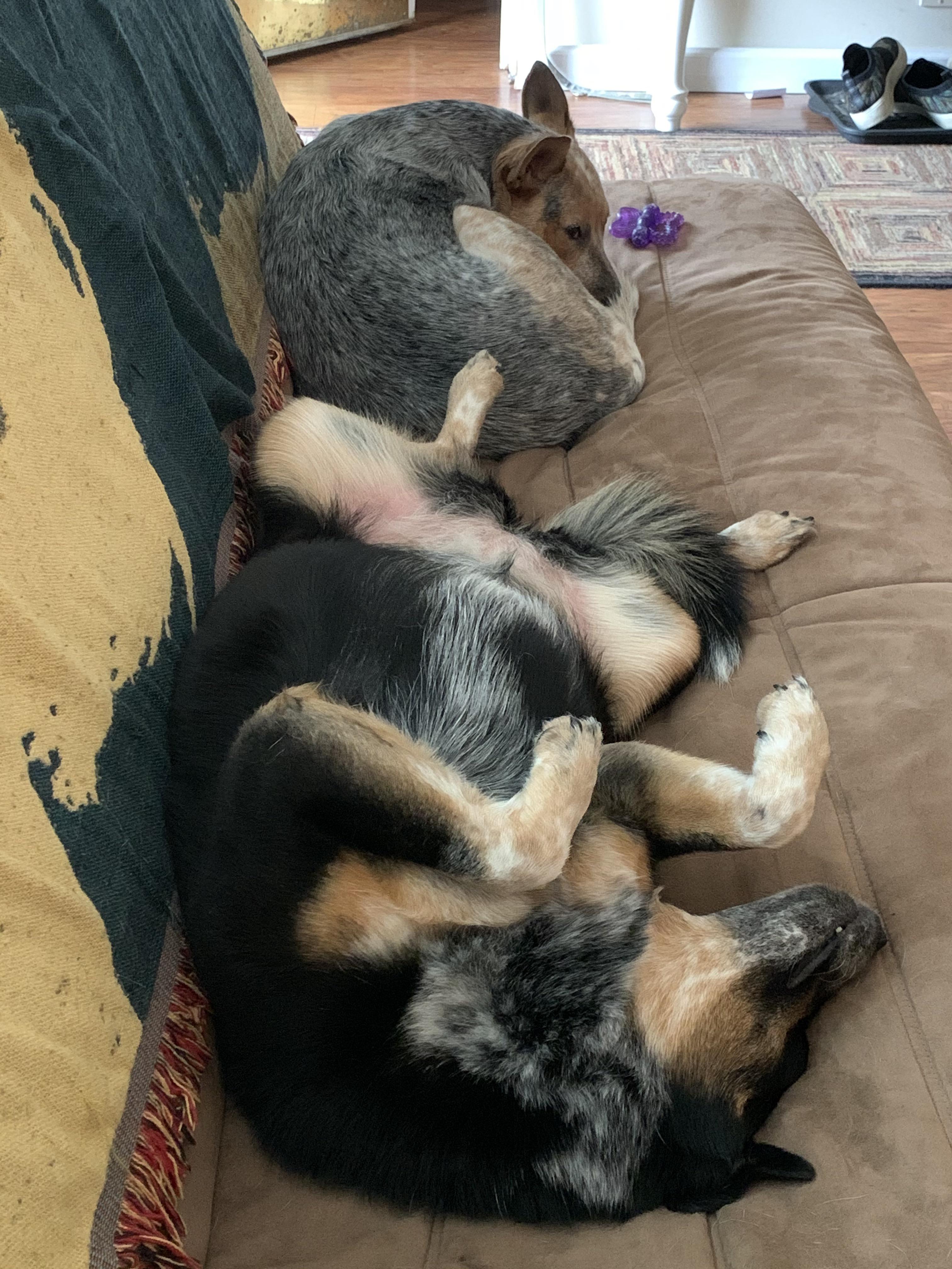 The two most popular cattle dog poses; the shrimp and the twisted back & belly! | Scrolller