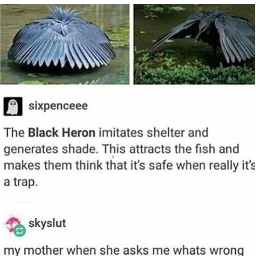 The ultimate strategy | Scrolller