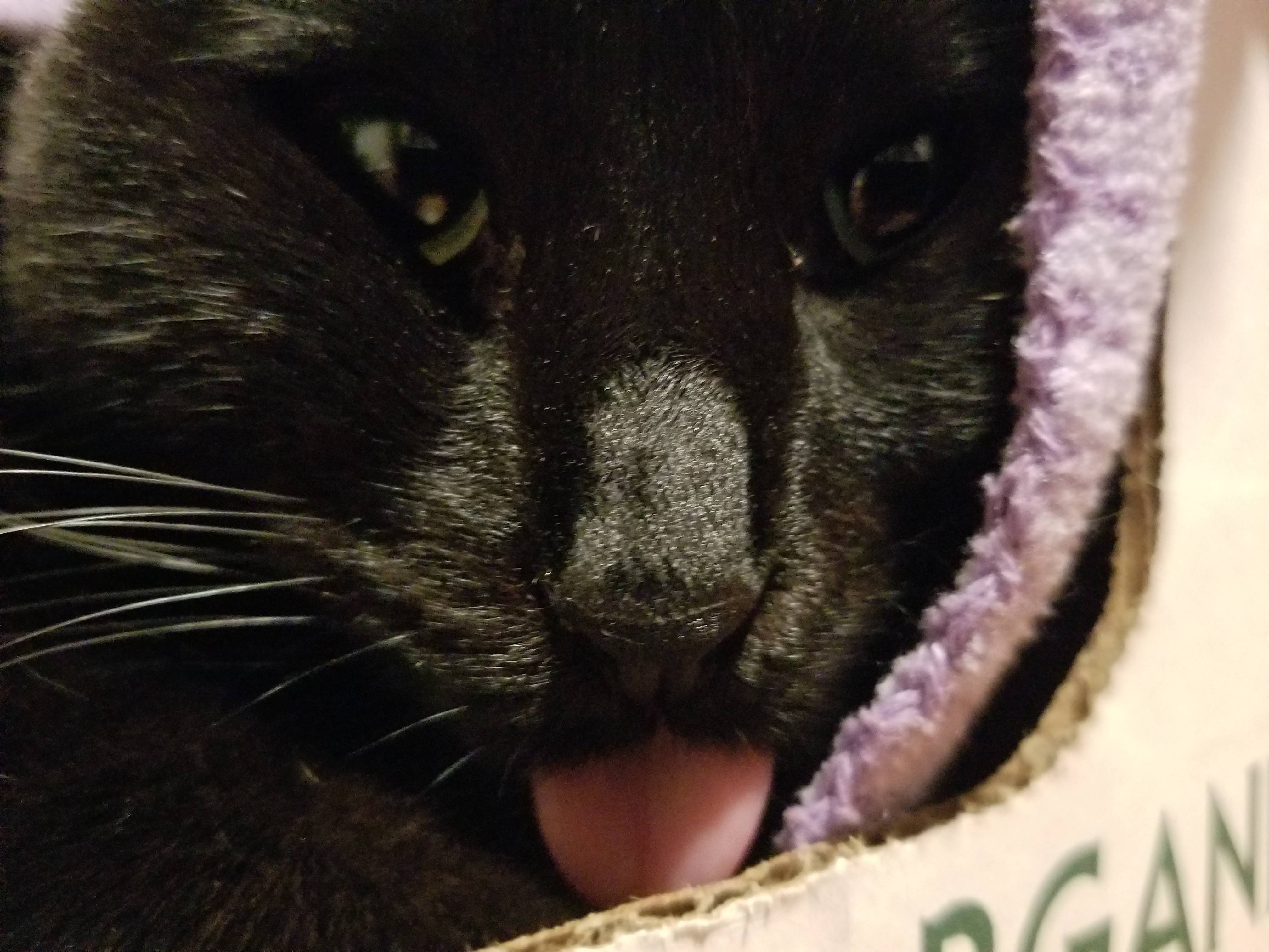 The void and her blep | Scrolller