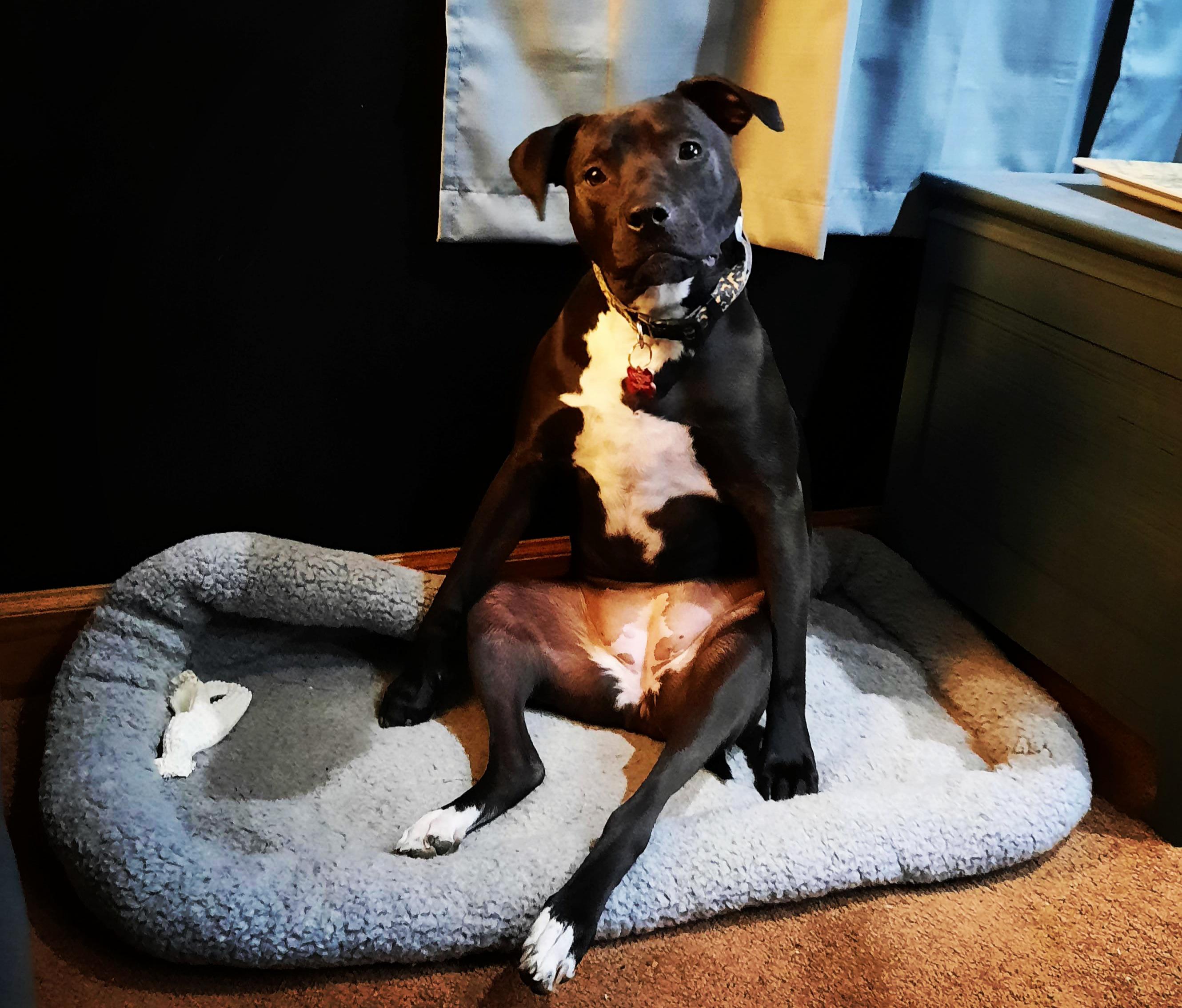 The way our rescue pup sits | Scrolller