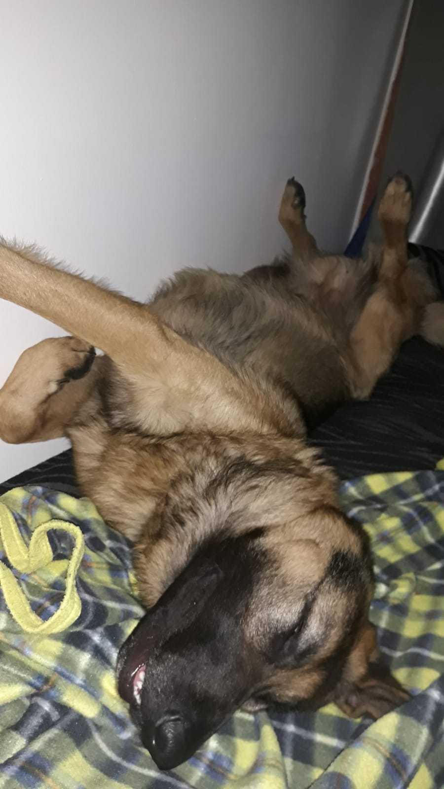 The way Seth likes to sleep | Scrolller