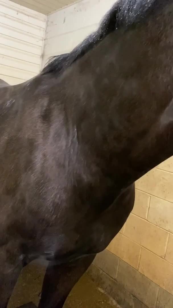 The way the steam moves across this horse | Scrolller