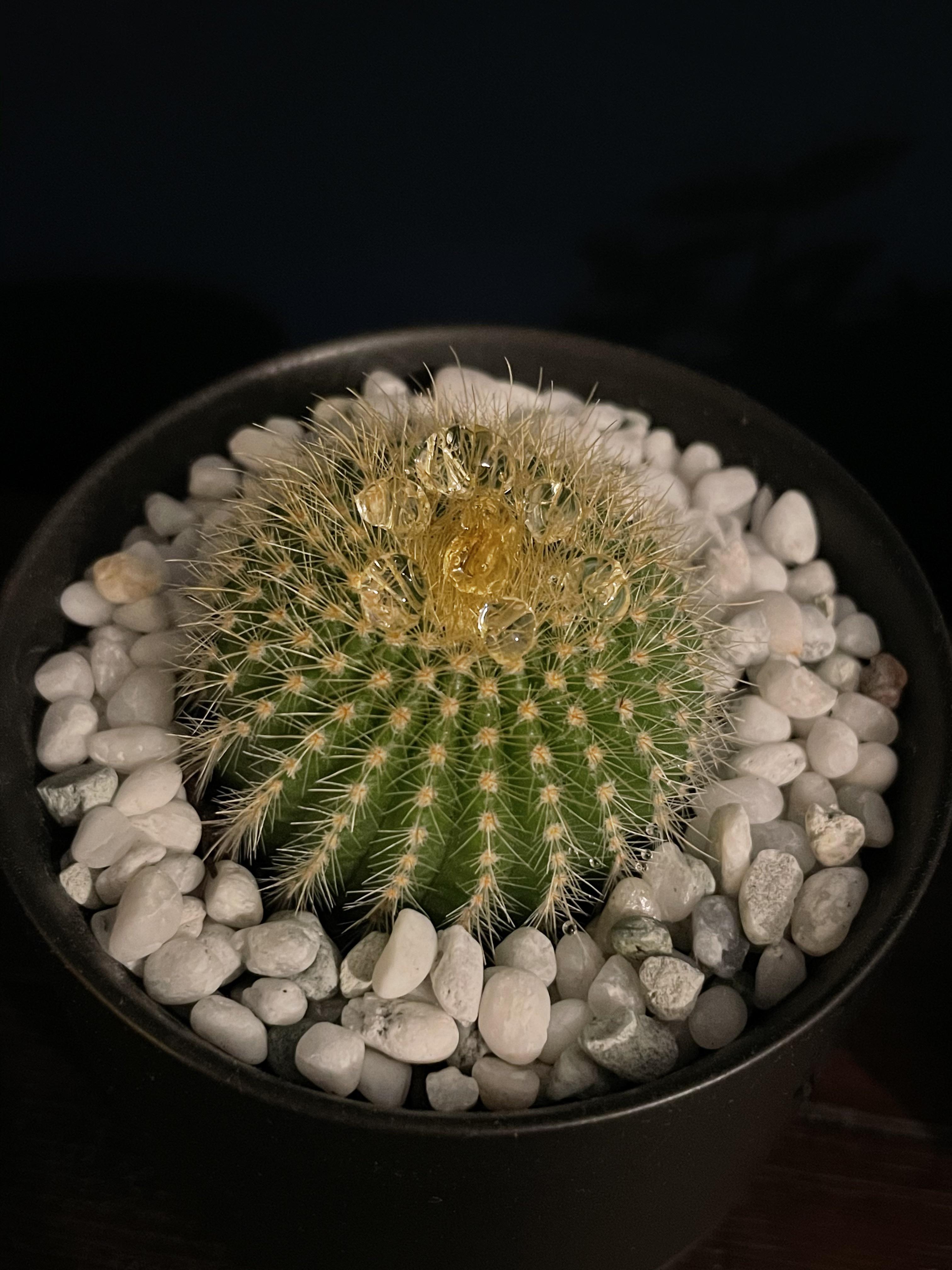 The way the water drops sit on my cactus | Scrolller