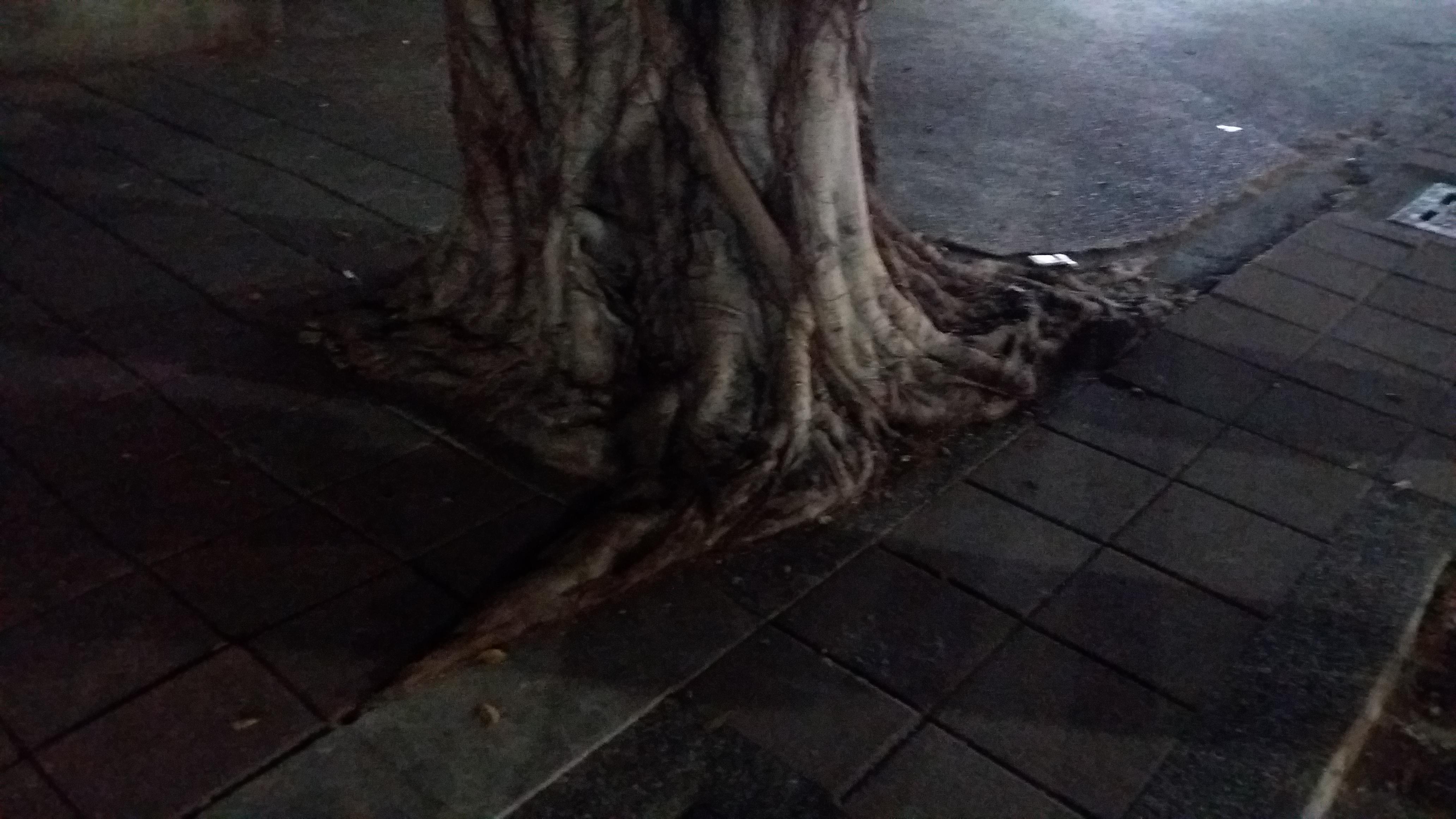 The way this tree's roots grow. | Scrolller