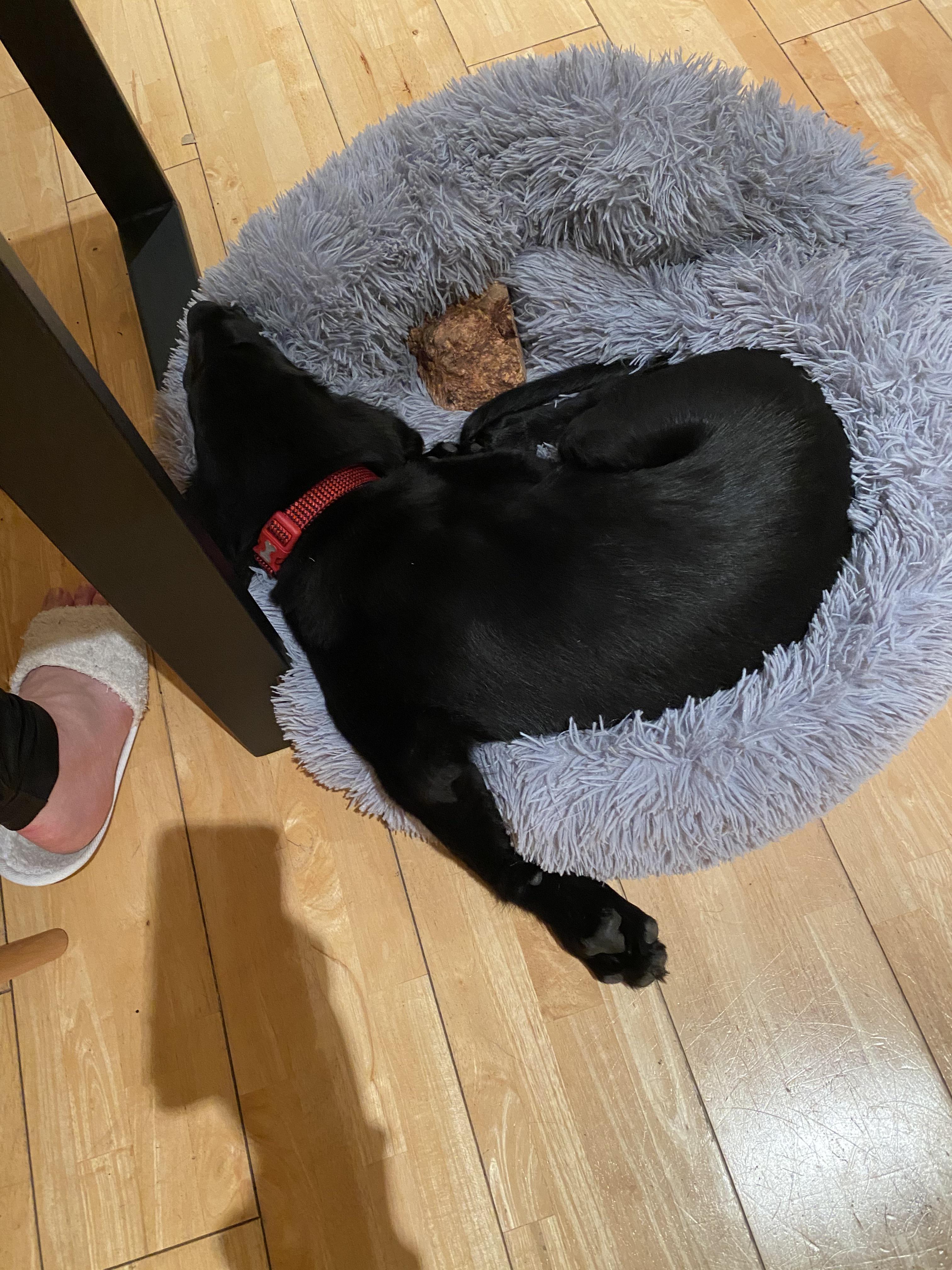 The weird and wonderful sleeping positions of a flat coat puppy... | Scrolller