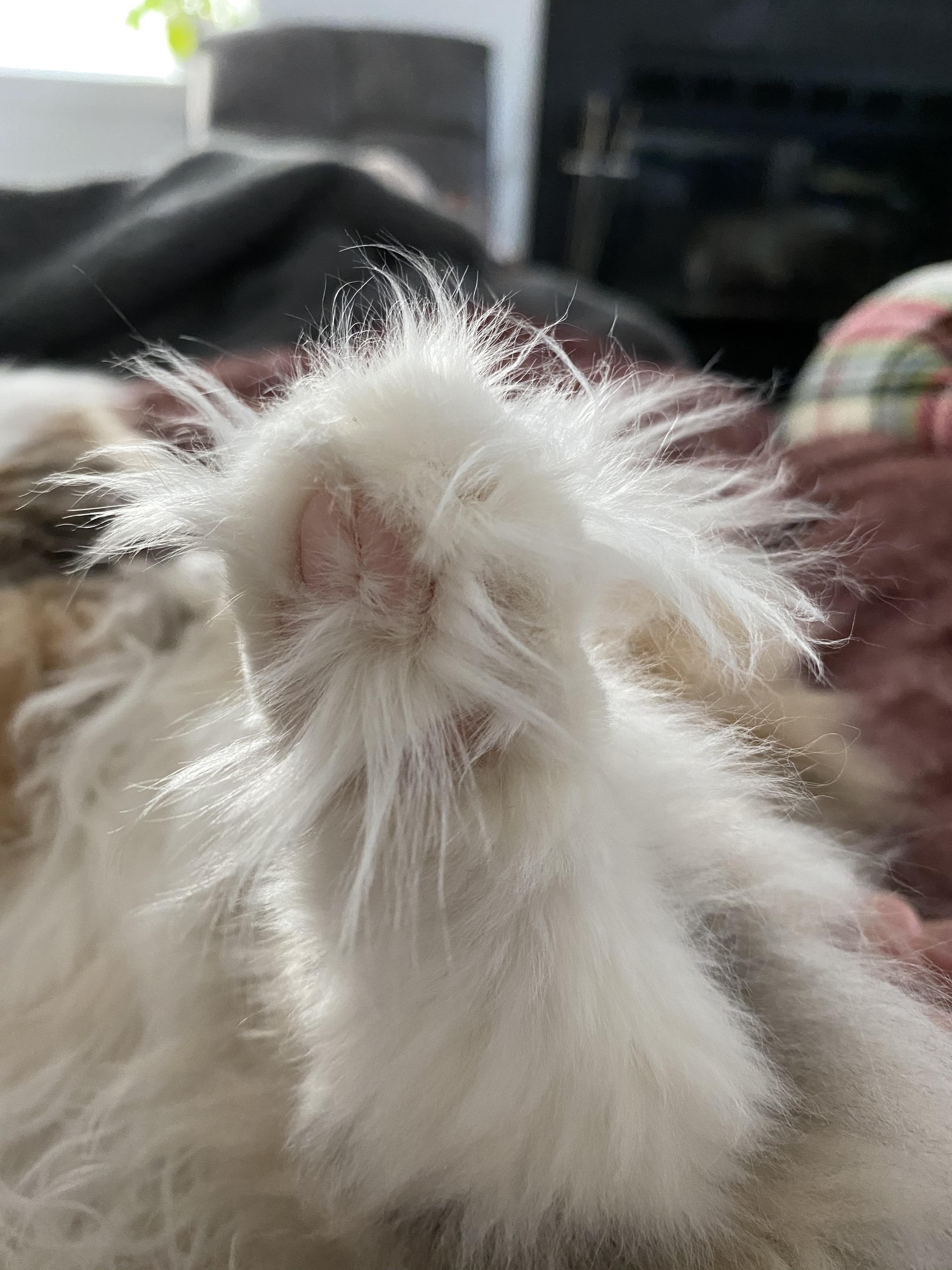 There is a paw under this floof I swear! | Scrolller
