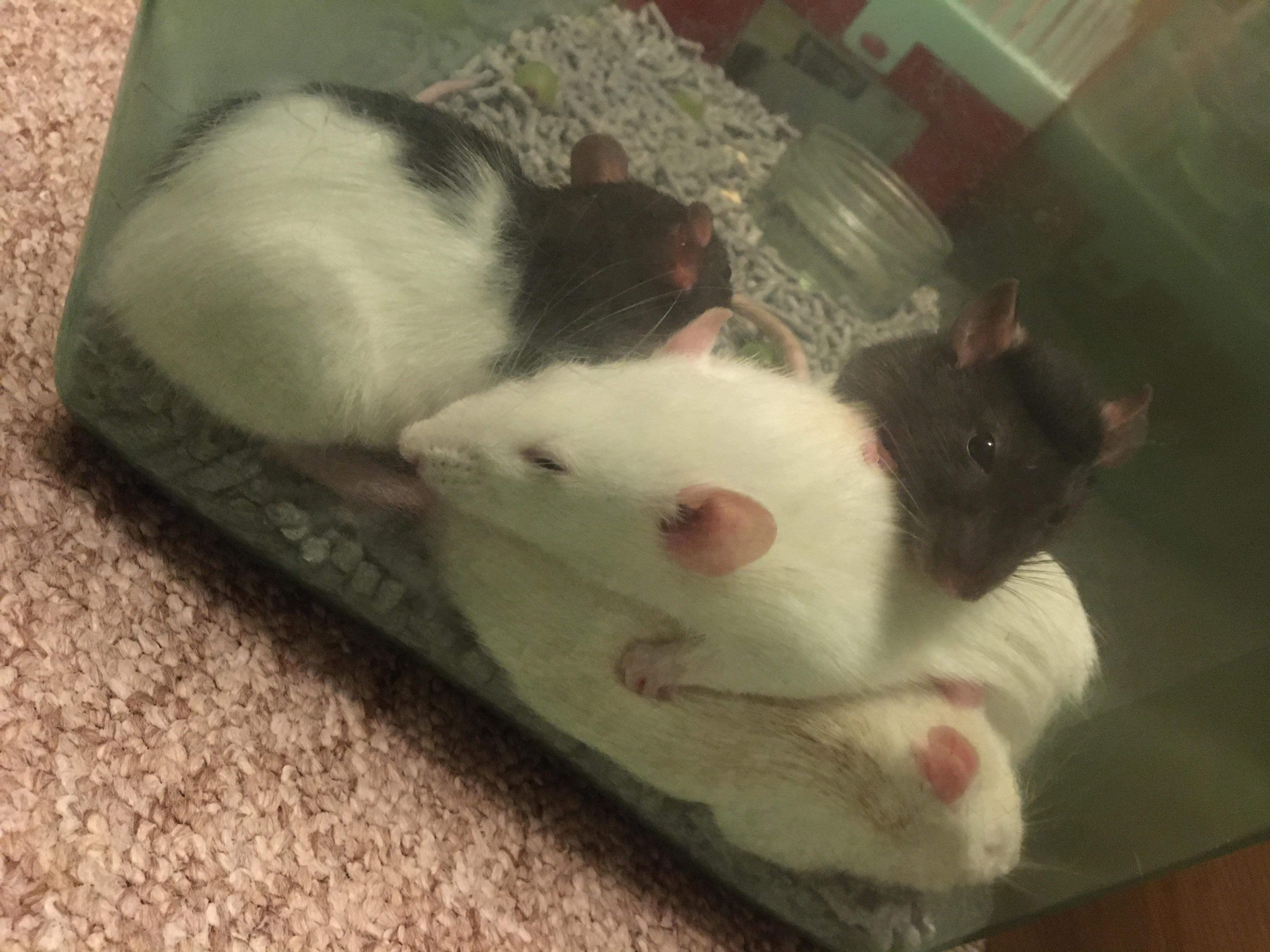 There is no better feeling than my girls finally rat piling after some rough intros! | Scrolller
