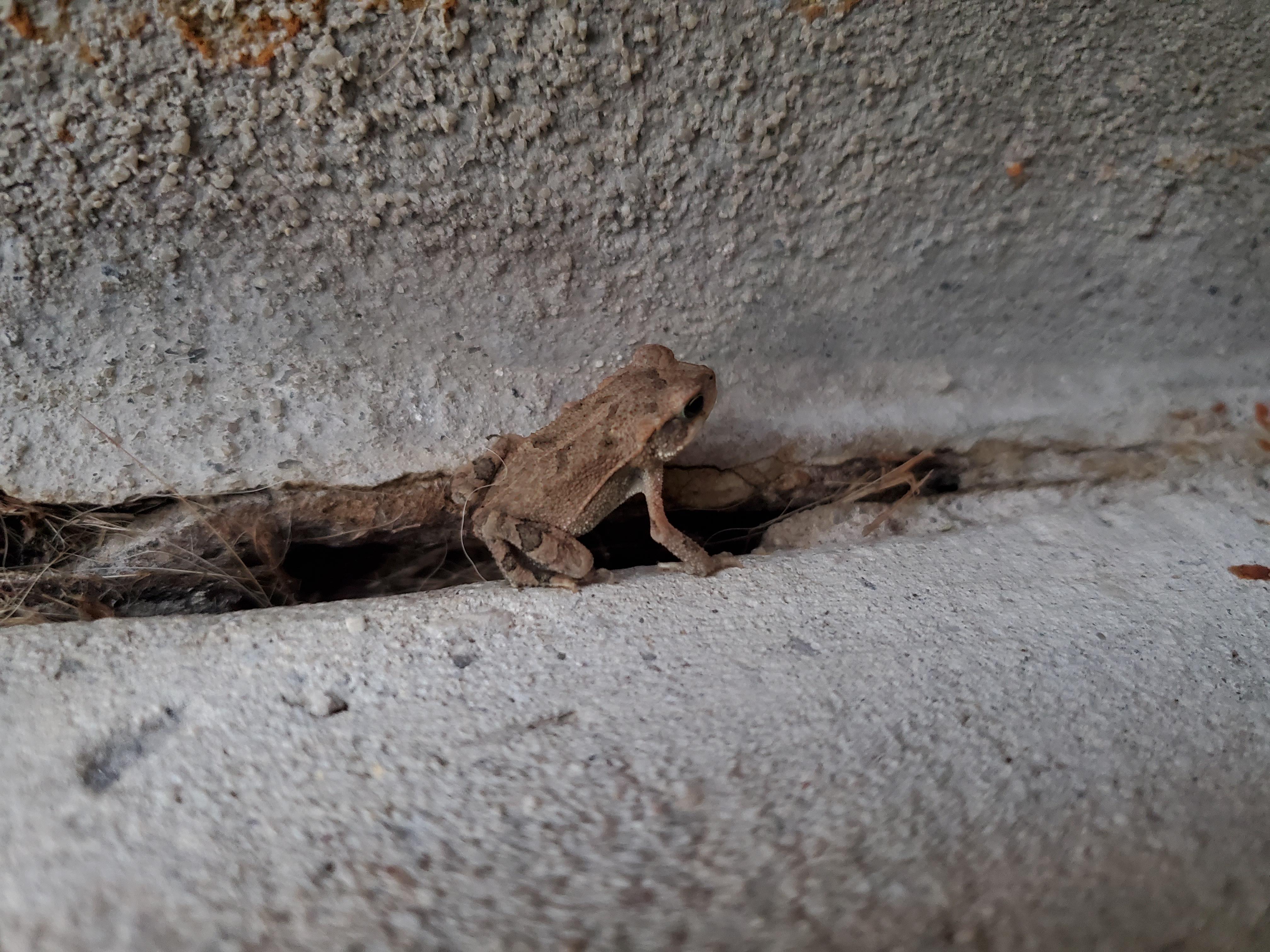 There's a constant lifecycle of toads in my yard. This little one is about an inch long. | Scrolller