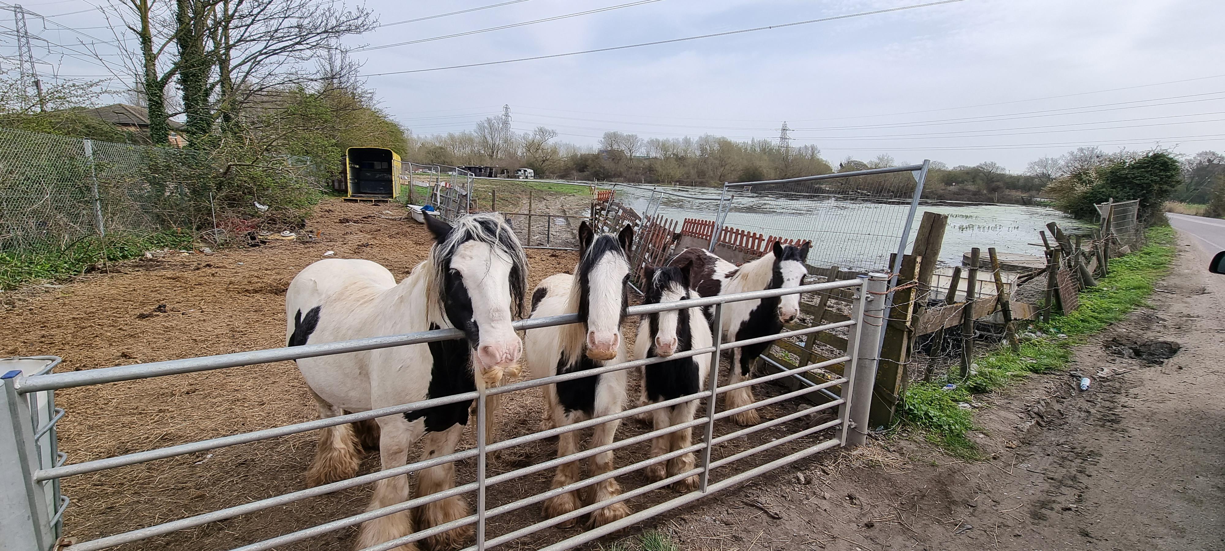 This bunch of neigh-sayers | Scrolller