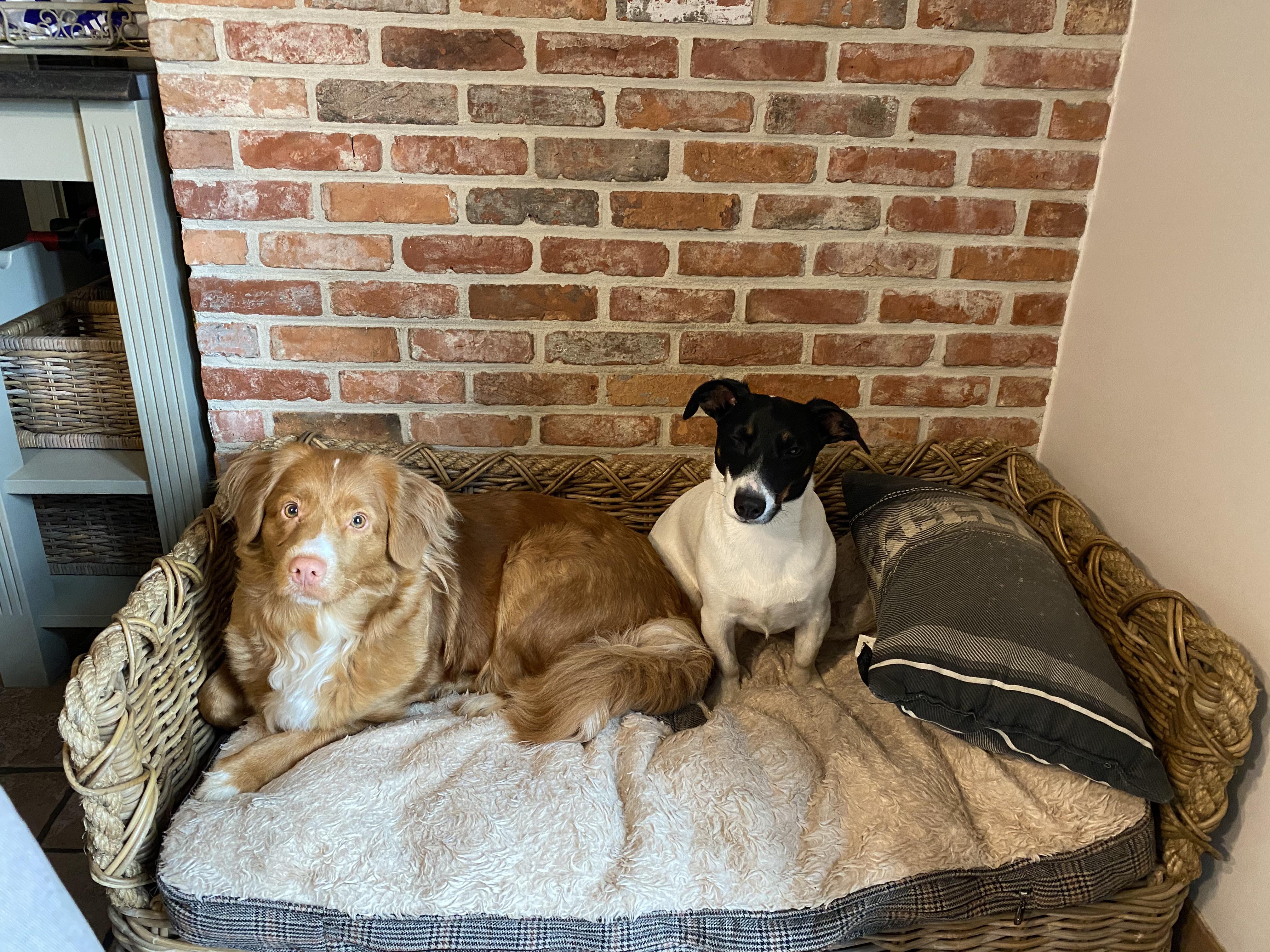 These guys have grown up together and are inseparable. They each have their own bed but they ...