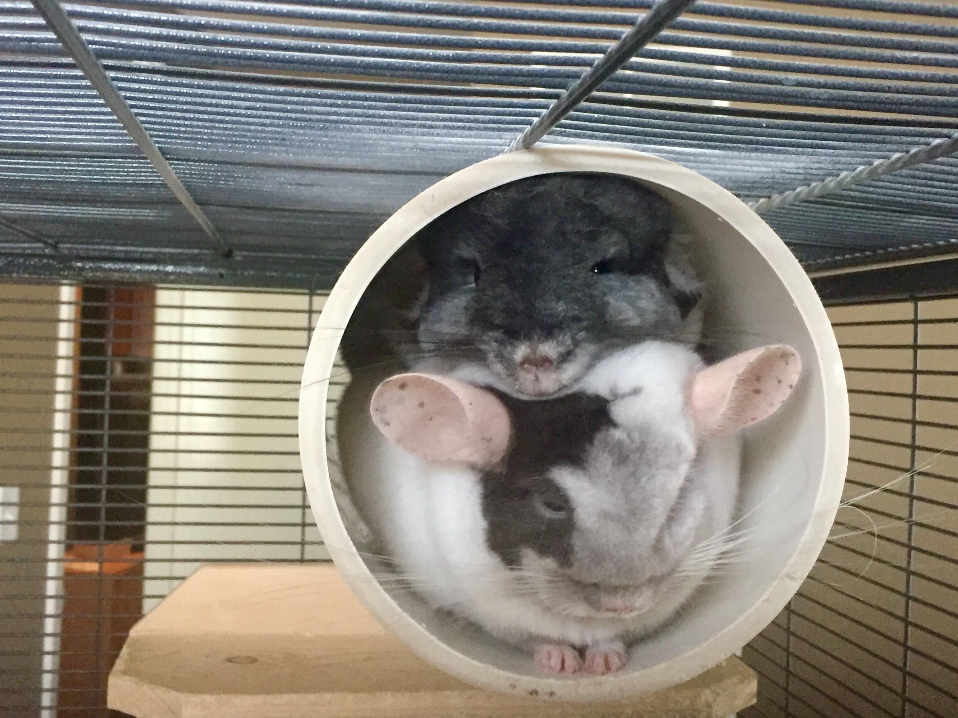 These Two Were the Best of Friends (if you can’t tell) | Scrolller