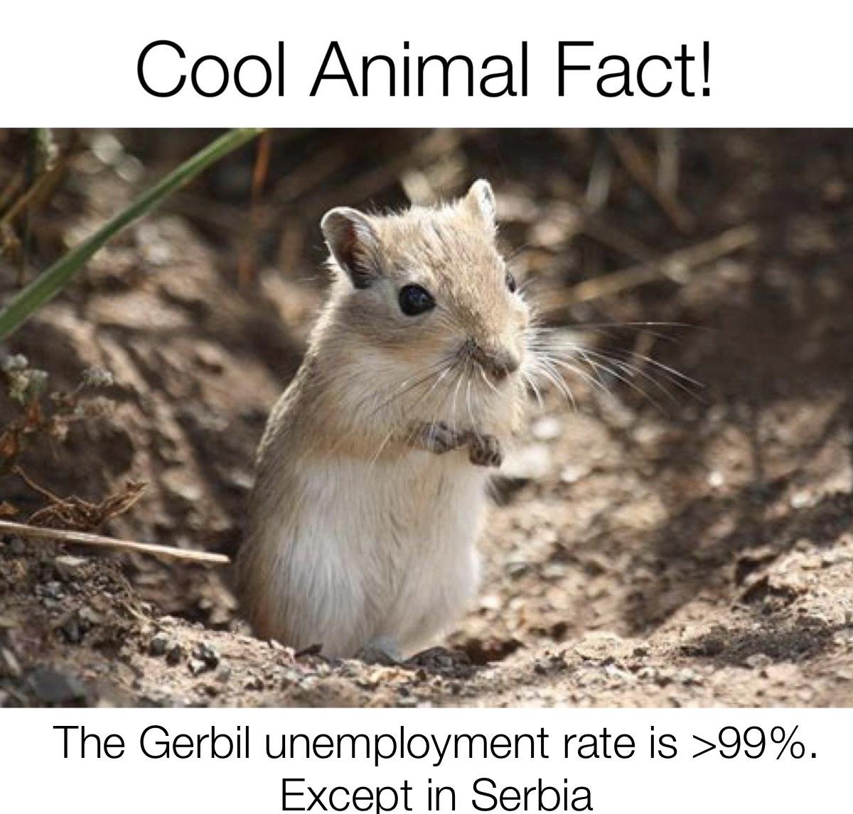 They are cute lil critters | Scrolller