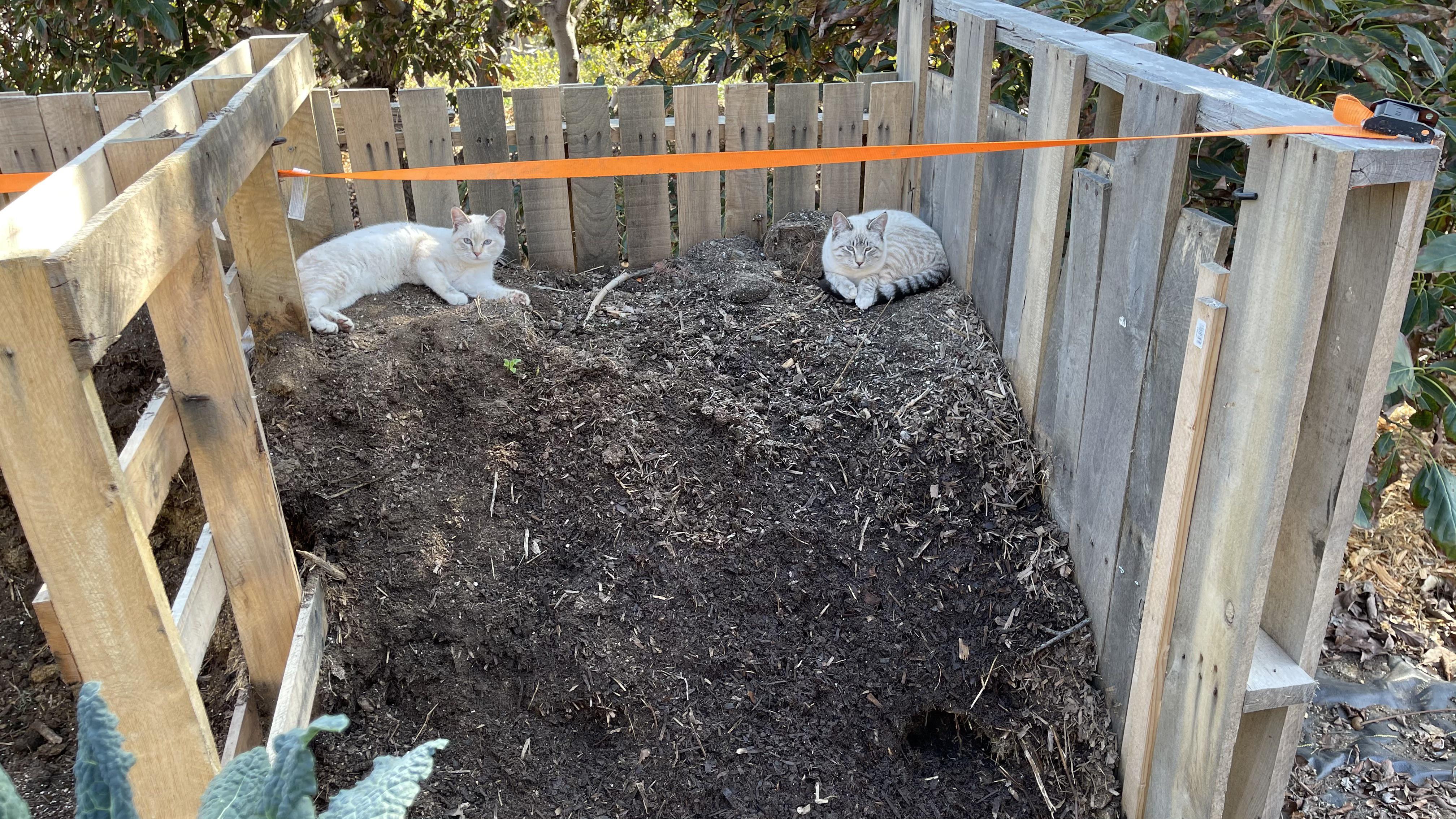 They are the overseer’s of the compost pile. | Scrolller