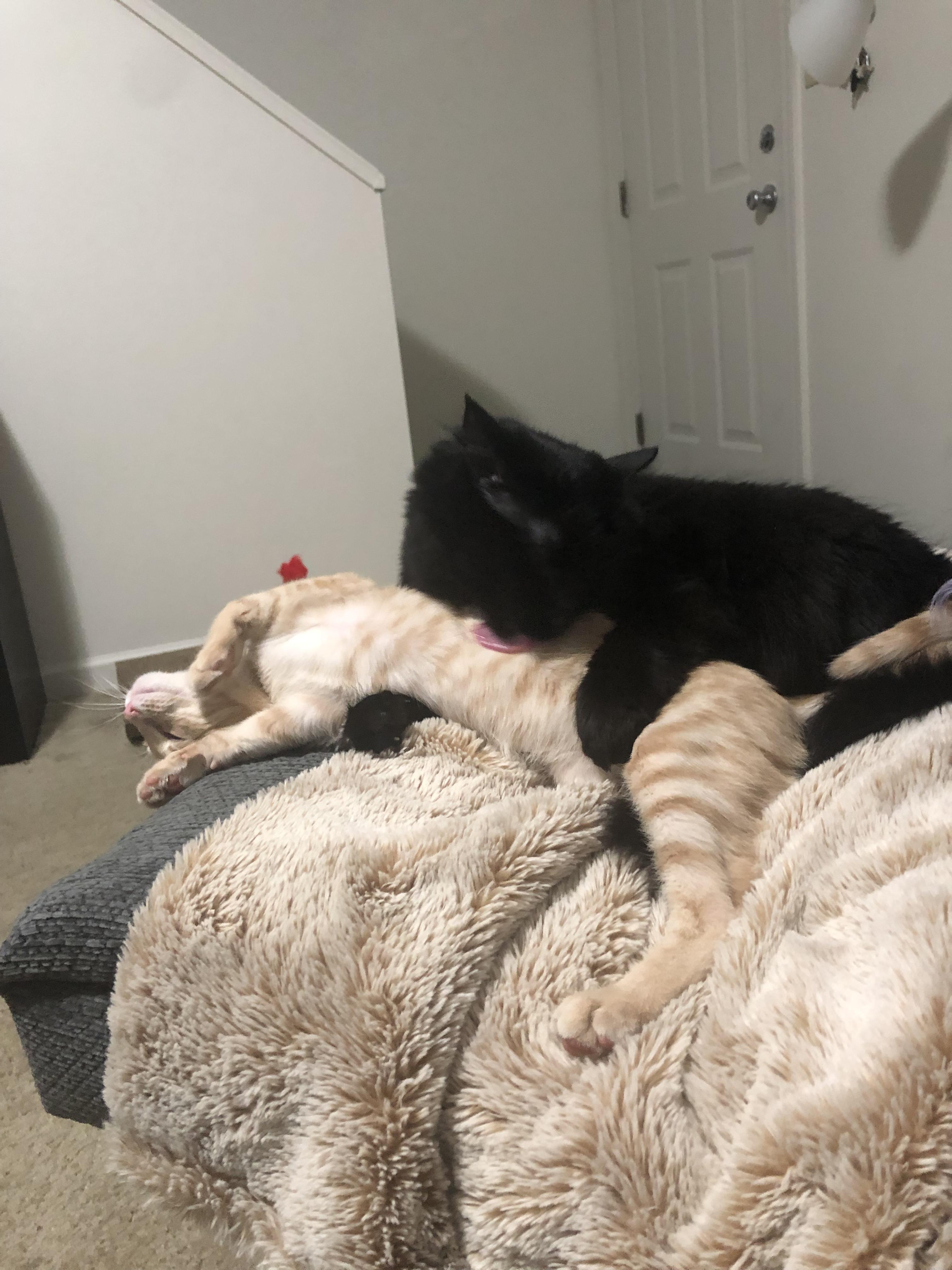 They hated each other for the first week. Now they're inseparable | Scrolller