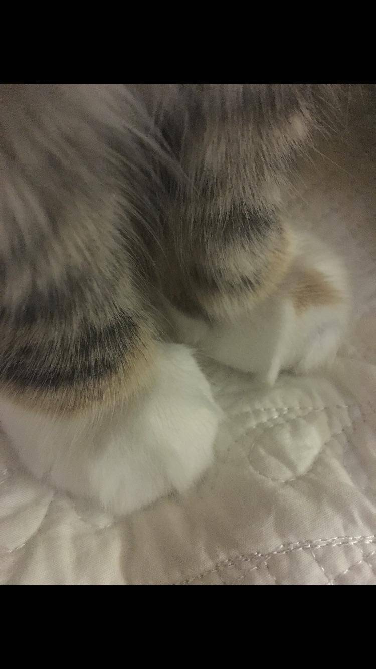 Thick feetsies | Scrolller