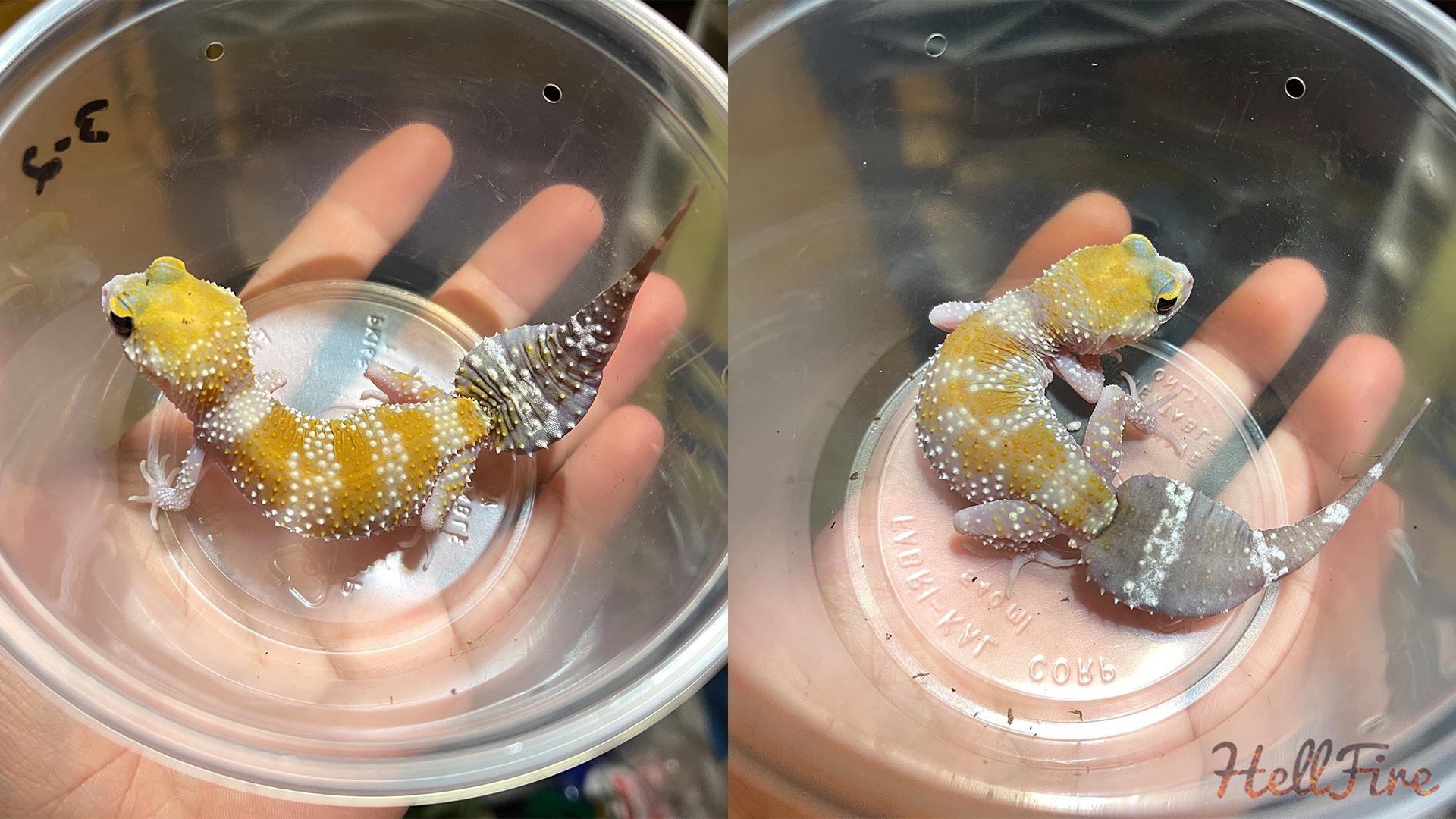 Thick Tailed Geckos 😍 | Scrolller