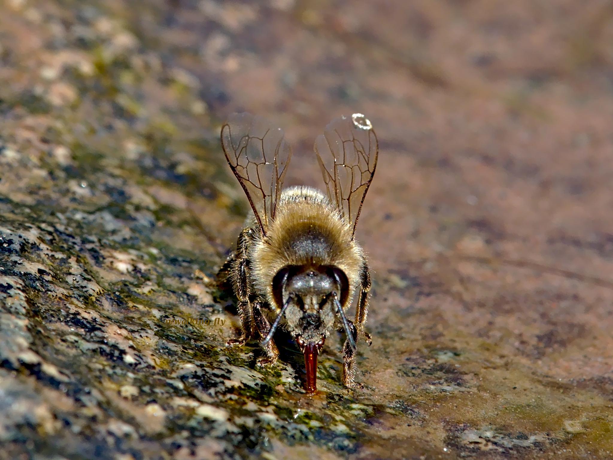 Thirsty bee | Scrolller