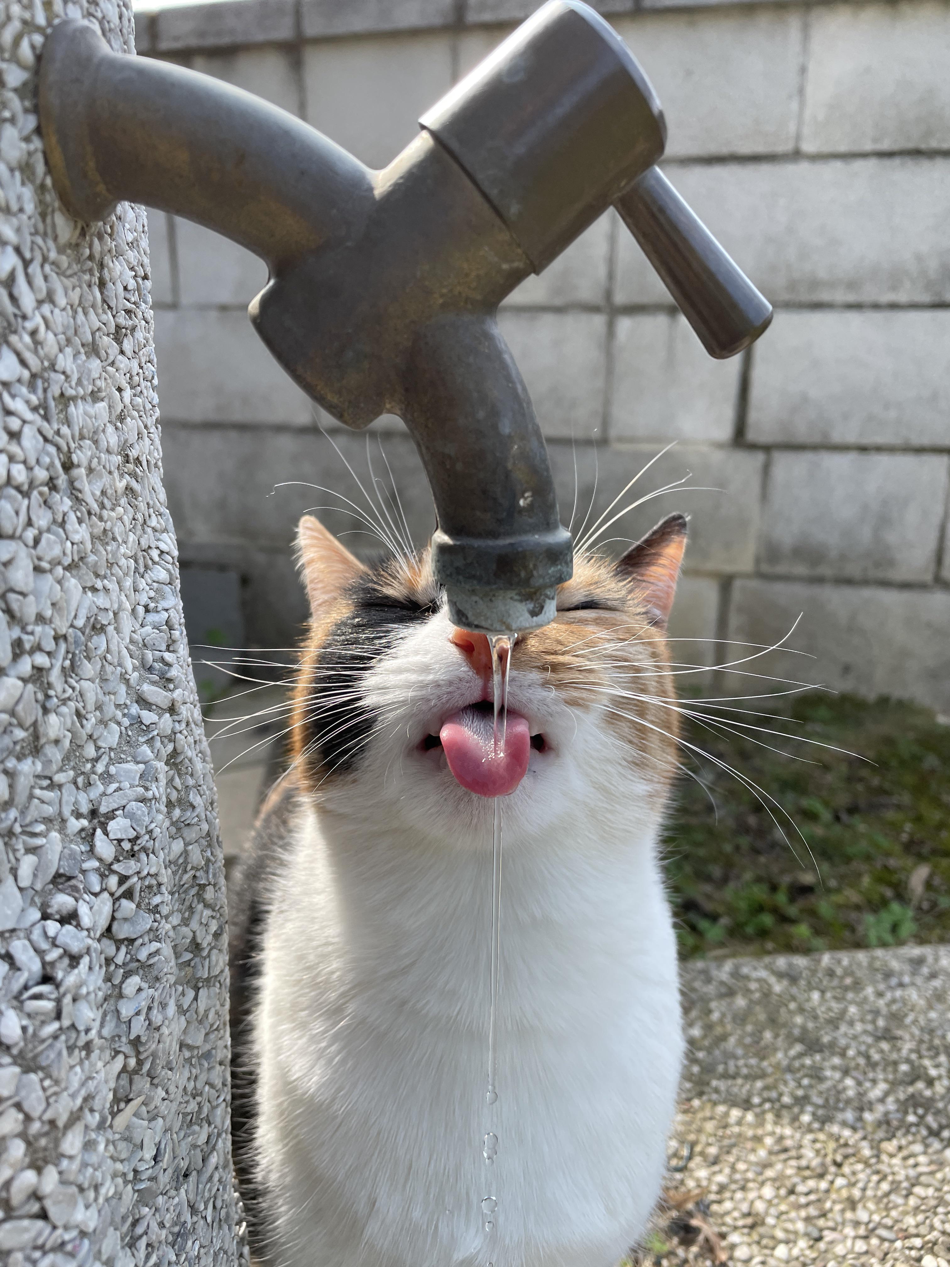 Thirsty Girl Scrolller 9870