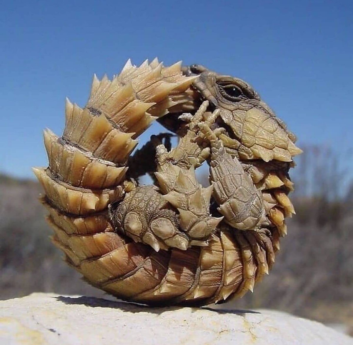 🔥 This armadillo girdled lizard | Scrolller