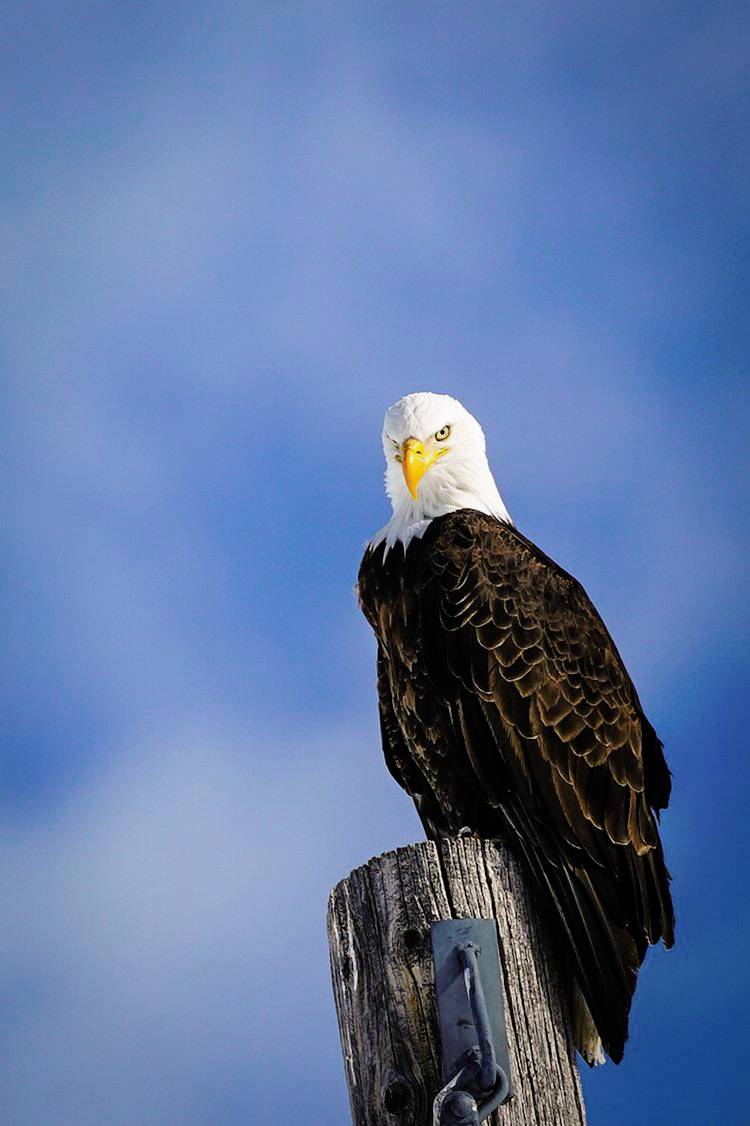 🔥 This bald eagle giving me the stink eye 🤨 | Scrolller