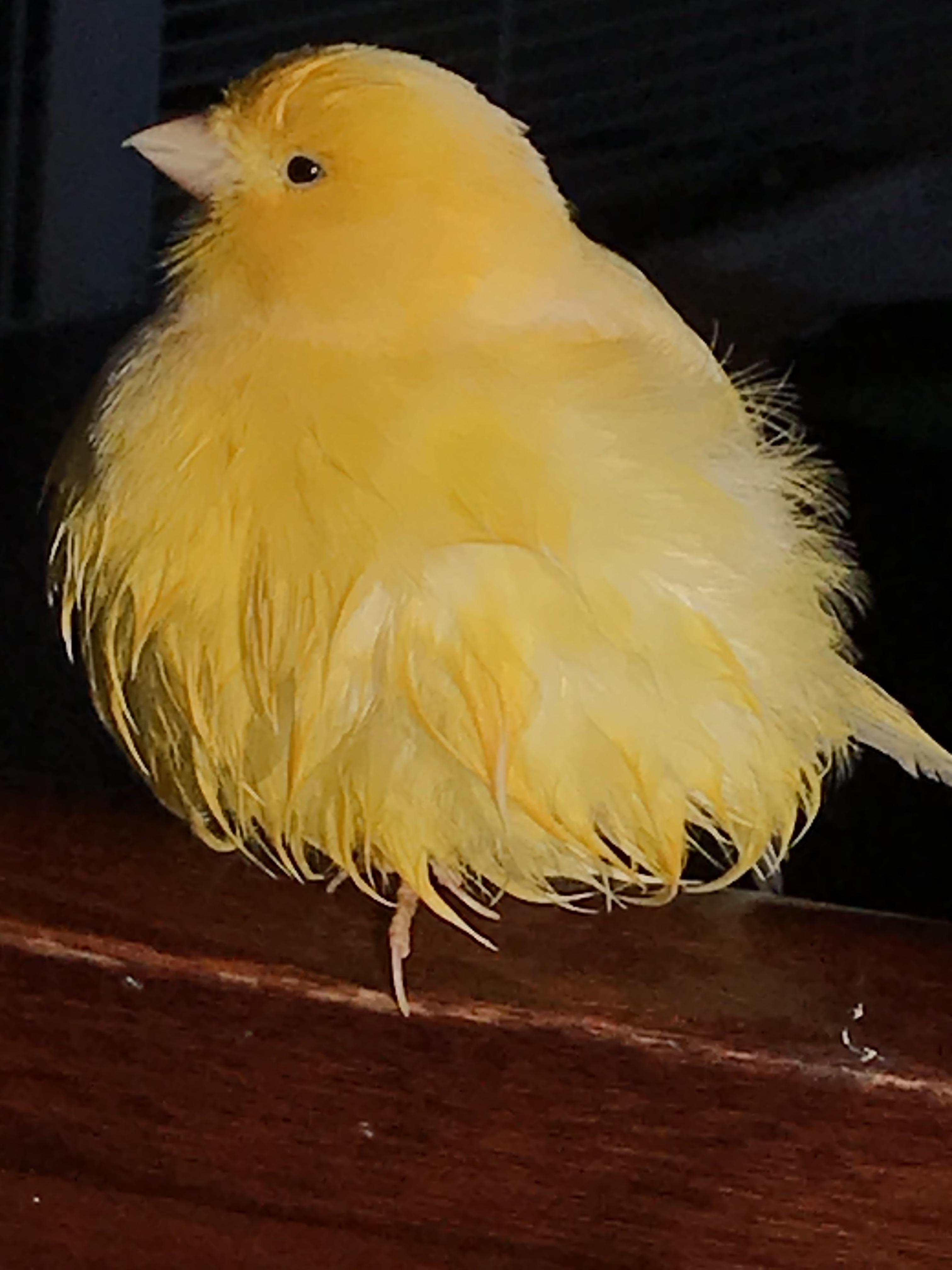 This ball of fluff after a bath | Scrolller