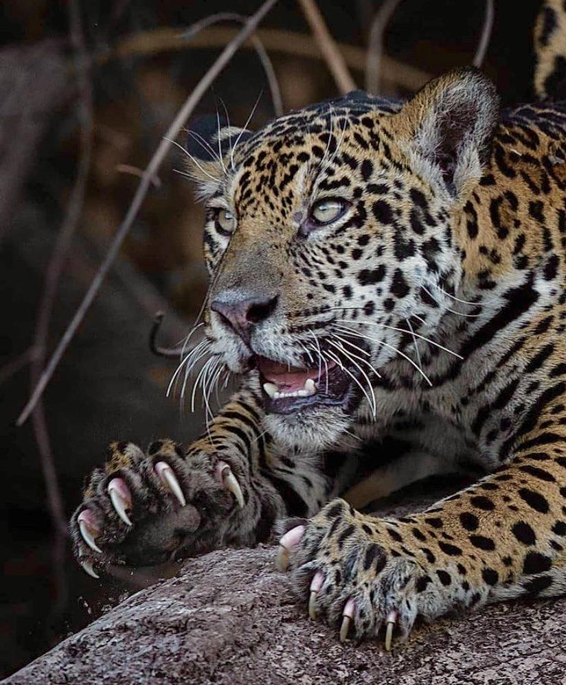 This beast of a Jaguar unsheathing its huge claws | Scrolller