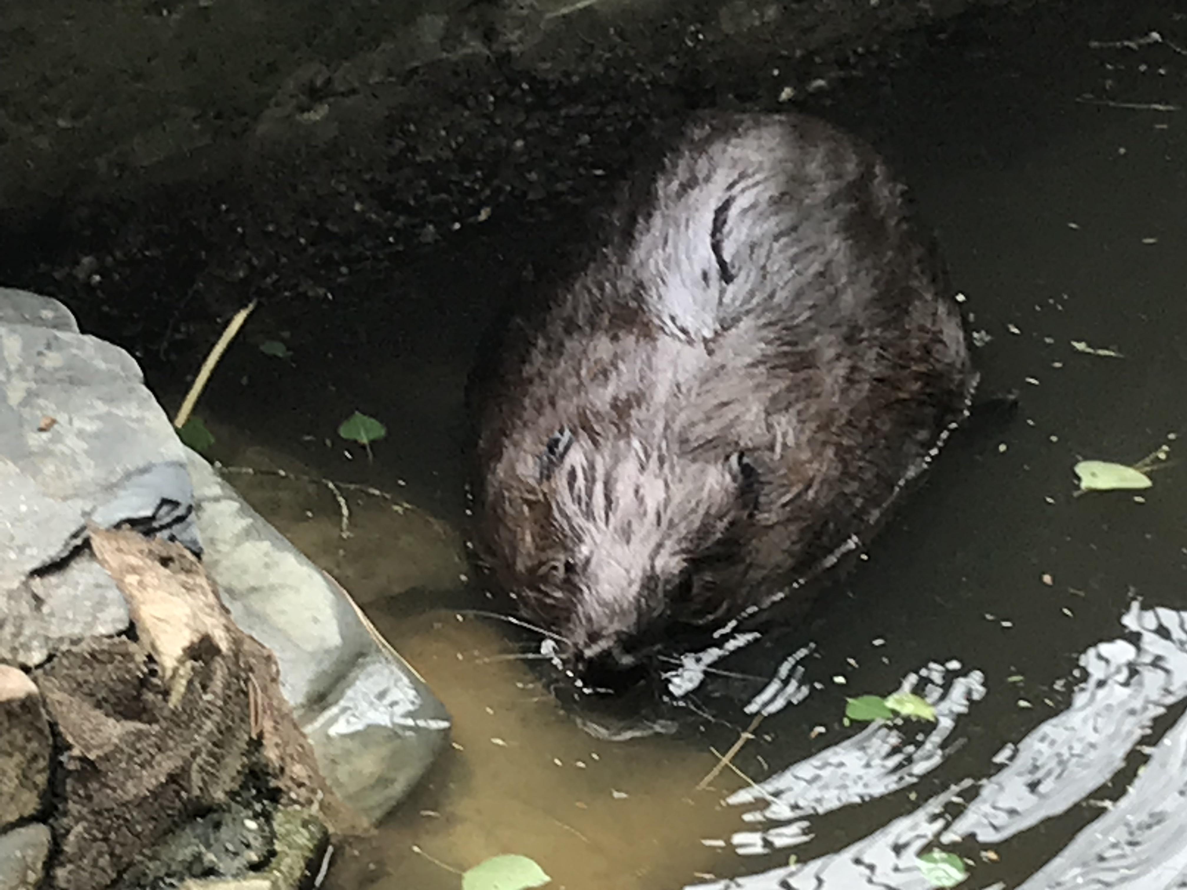 This beaver | Scrolller