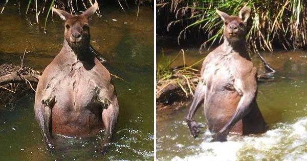 This buff kangaroo looks like old Arnold in his old age... still buff | Scrolller