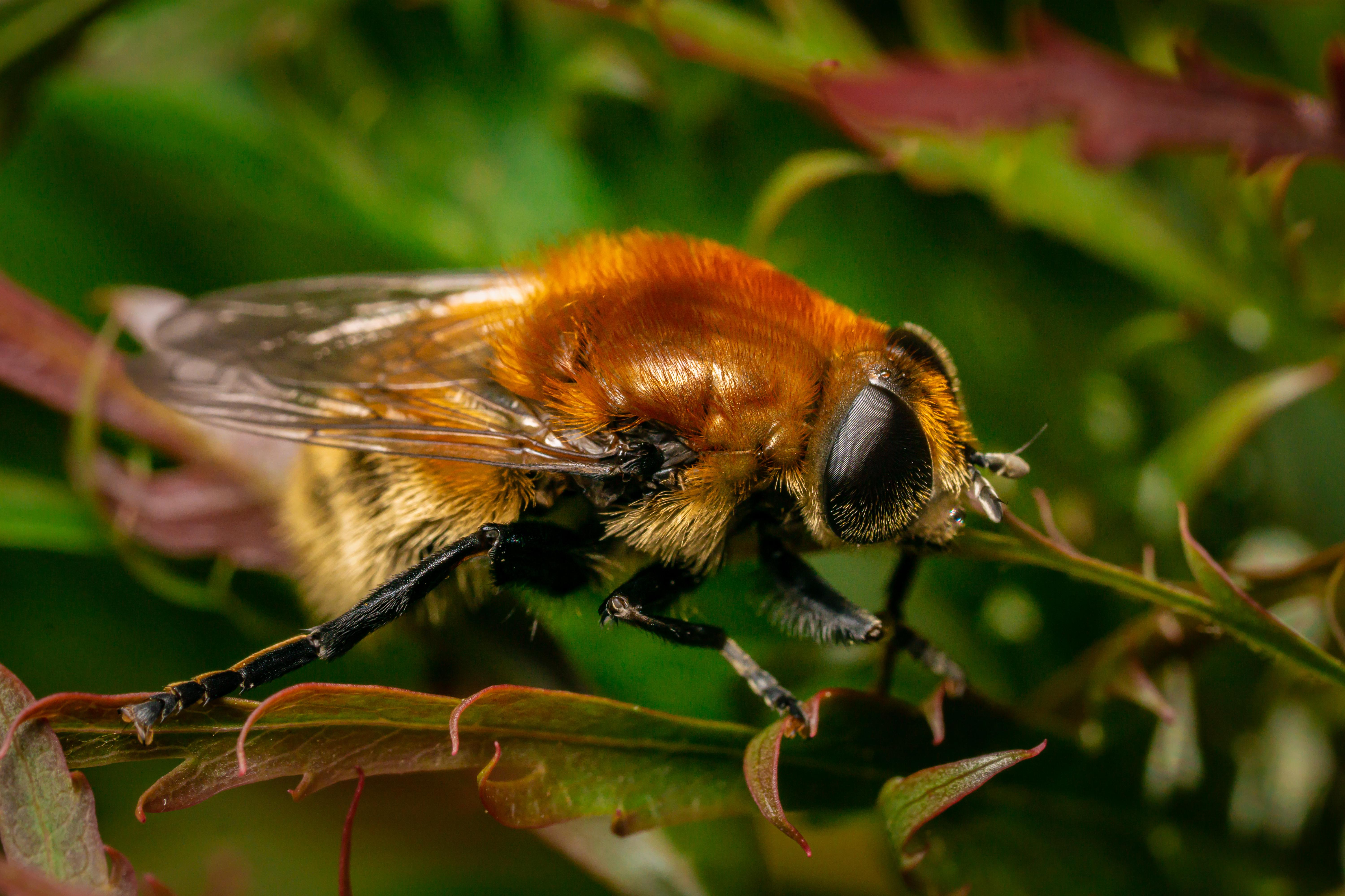 This Bumblebee Hoverfly was kinda cute | Scrolller