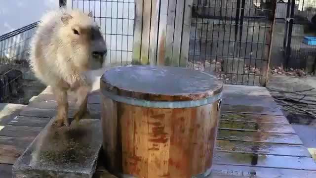This capybara easing itself into a bathtub | Scrolller