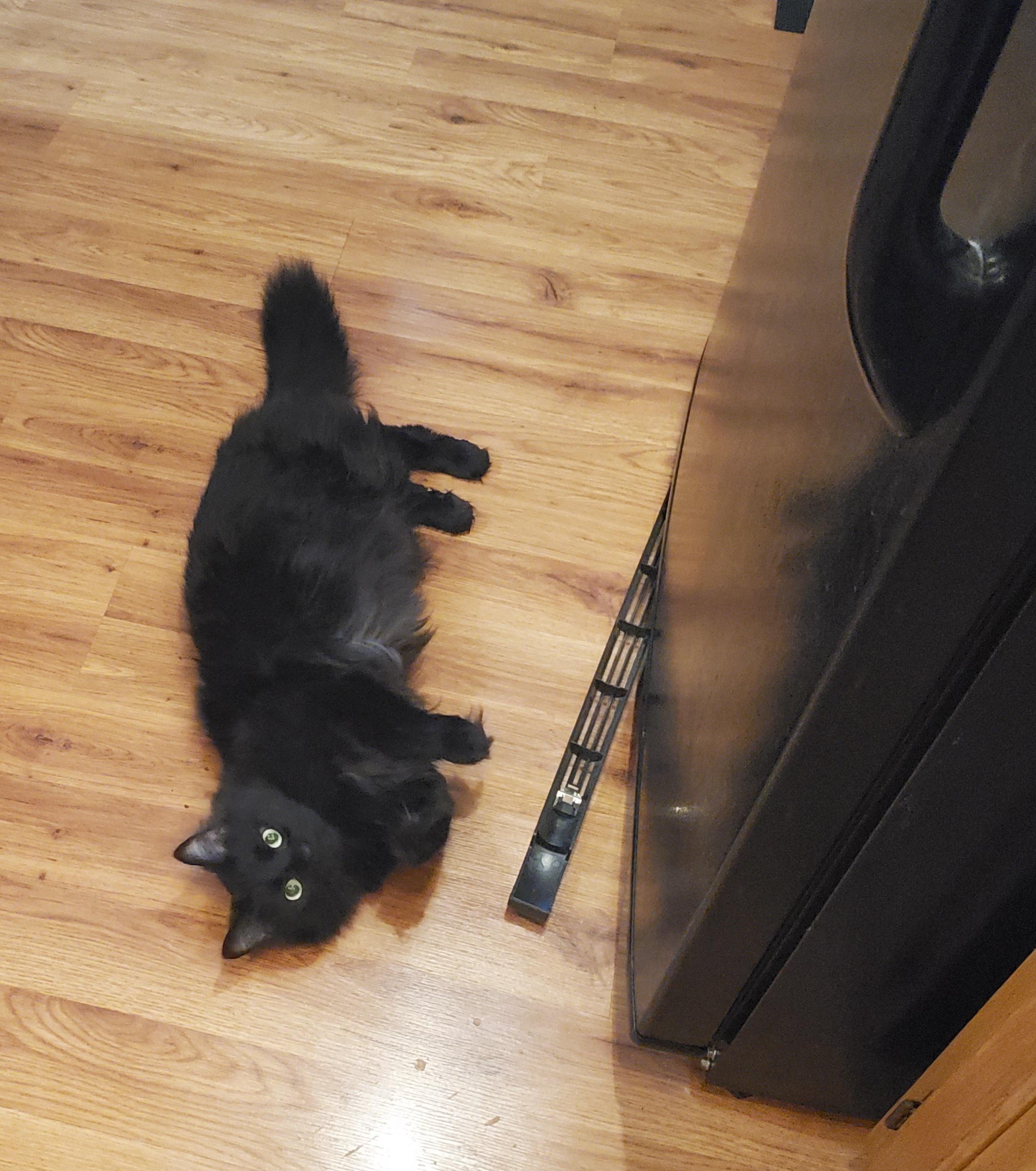 This cute lil sh*t broke my fridge! | Scrolller