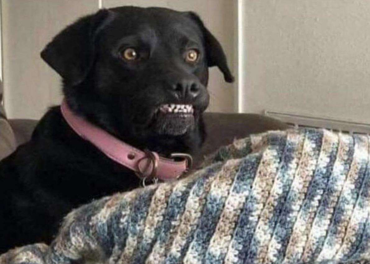 This dog | Scrolller