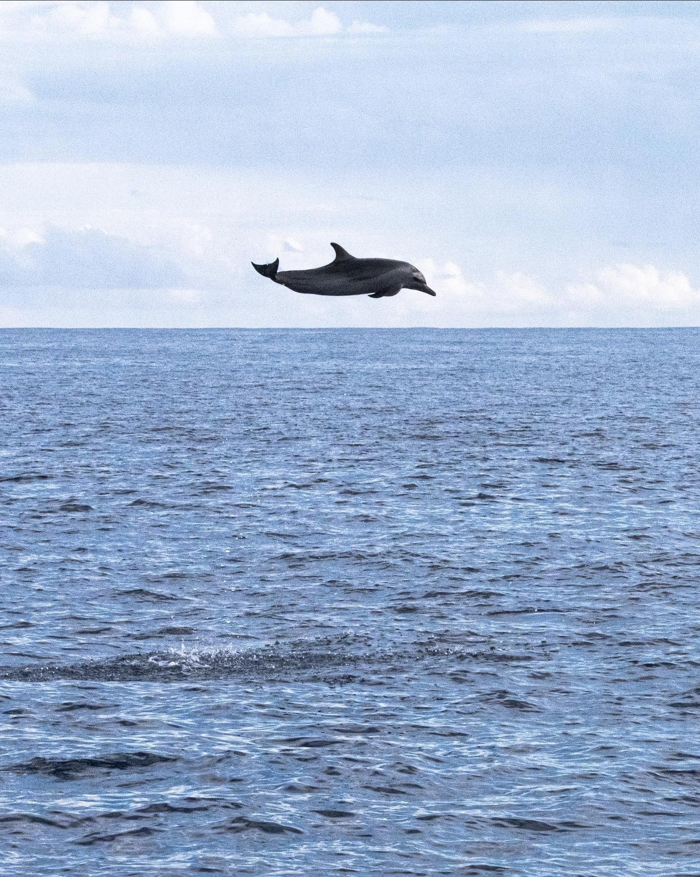 This dolphin is soaring! | Scrolller