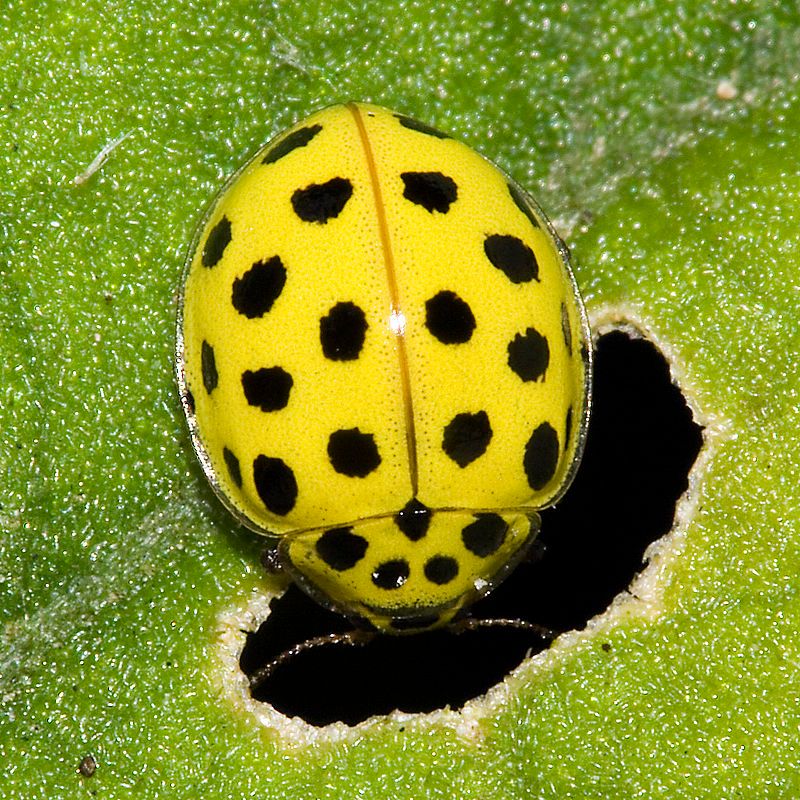 This flashy fella is the 22 spot ladybird beetle. It's one of the very few ladybugs that isn't ...