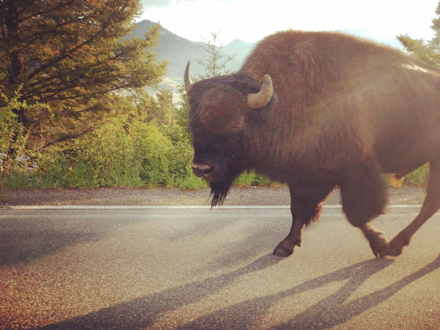 This guy! Bison taking his morning stroll in Yellowstone National Park | Scrolller