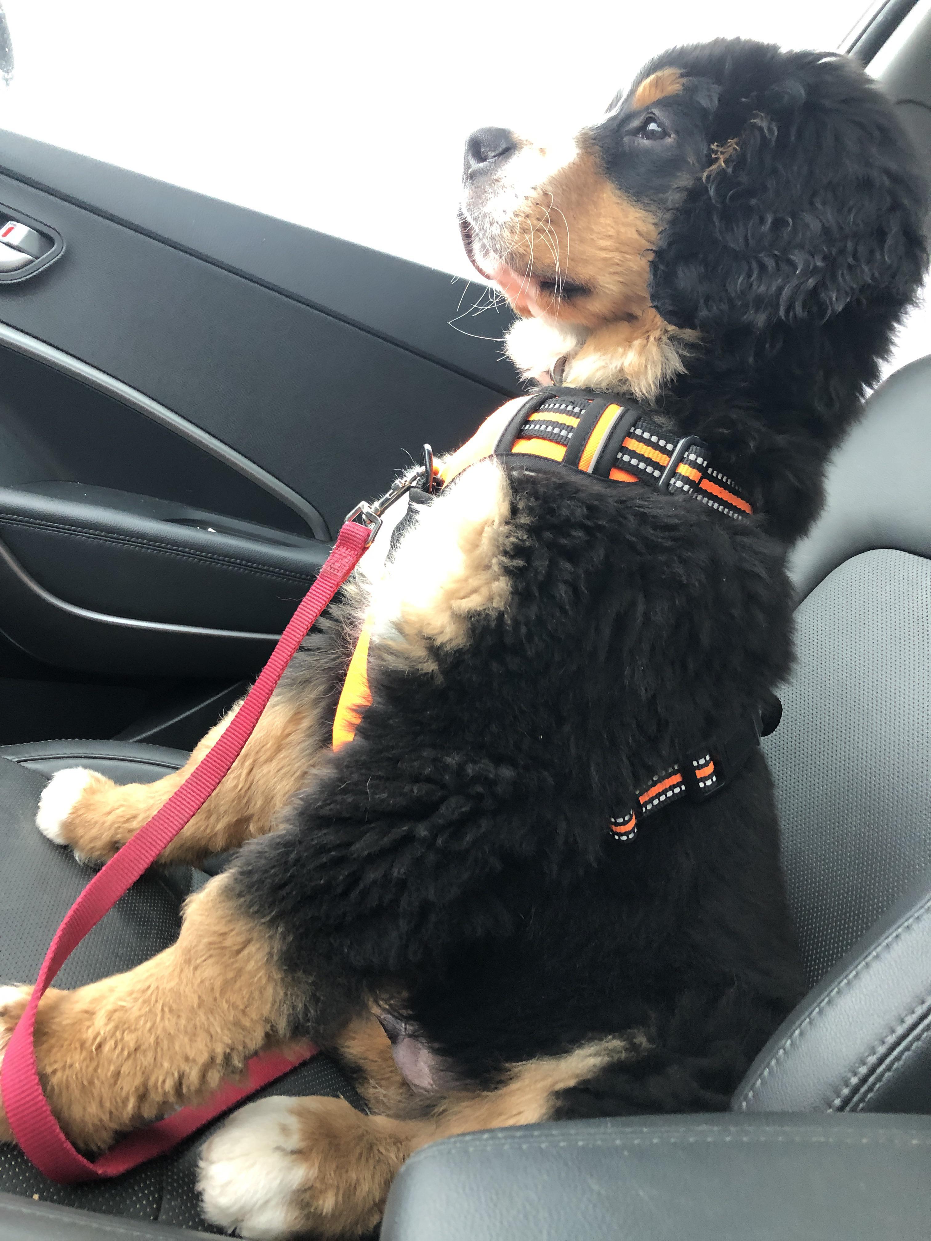 This guy takes his curbside pickup sidekick job pretty seriously. | Scrolller