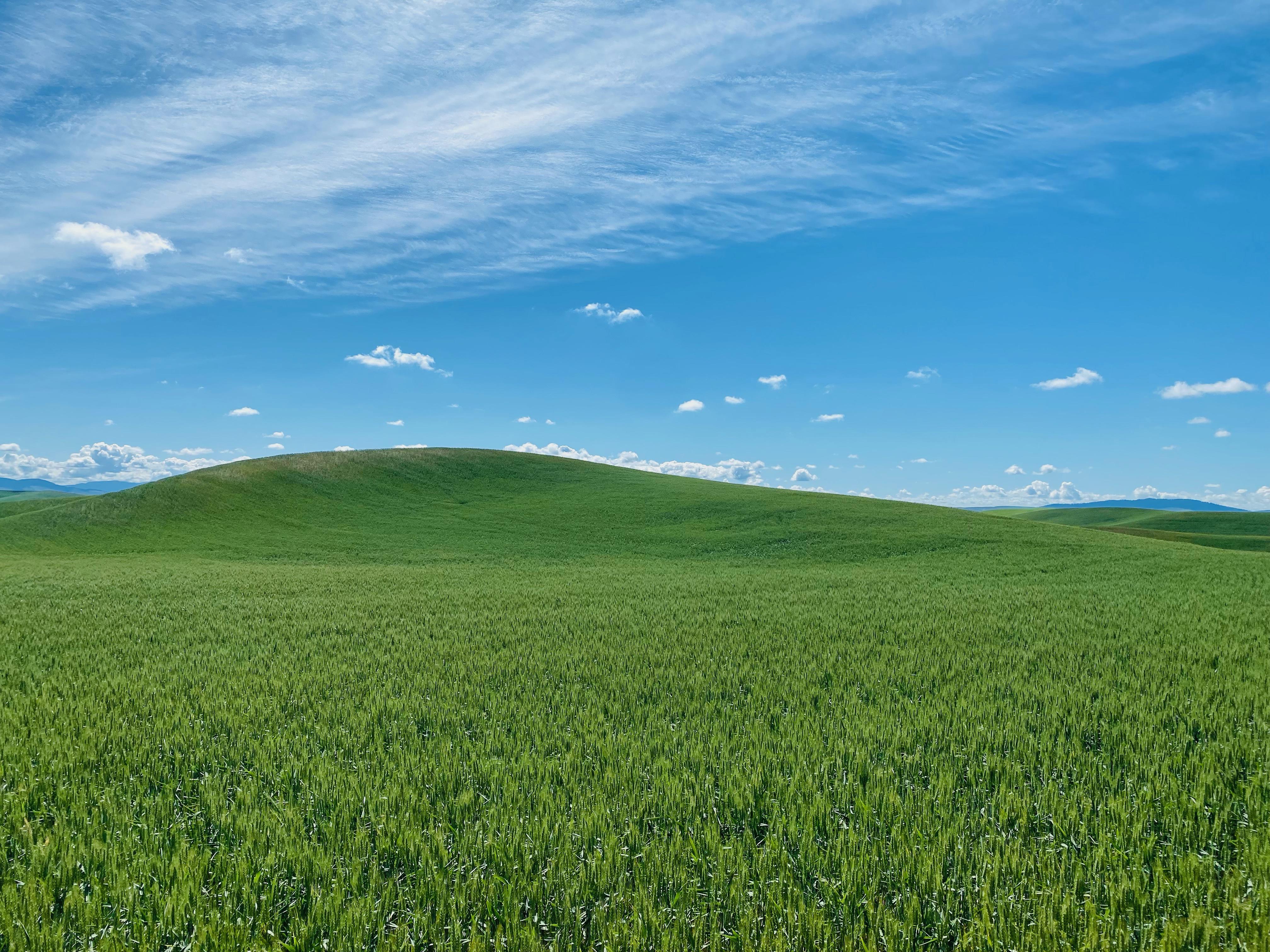 This hill looks like the Windows XP wallpaper | Scrolller