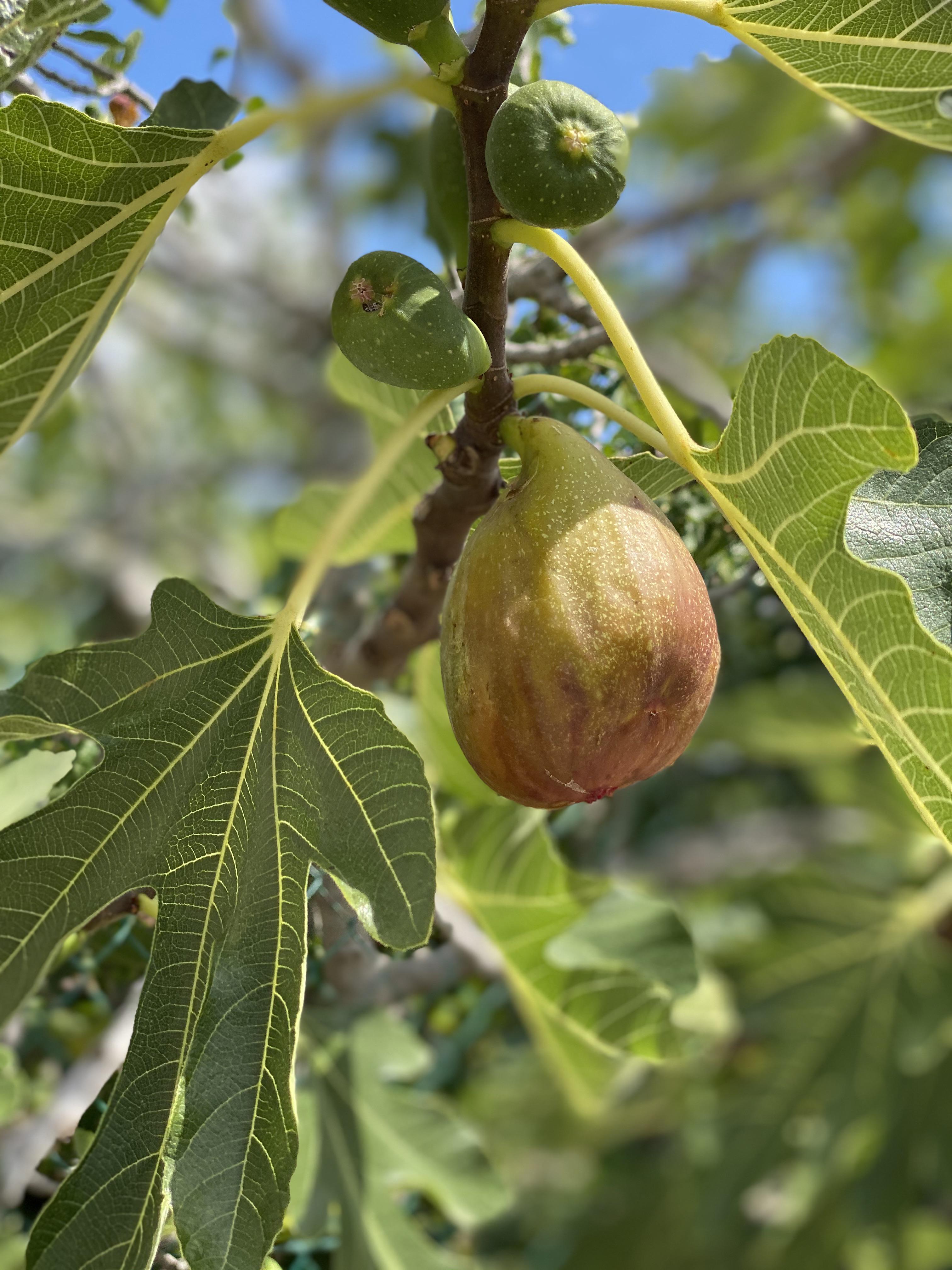 This huge figs | Scrolller