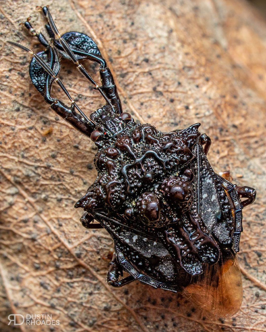 This Incredibly Ornate Stink Bug | Scrolller