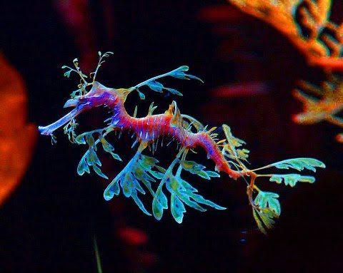 This is a leafy sea dragon | Scrolller